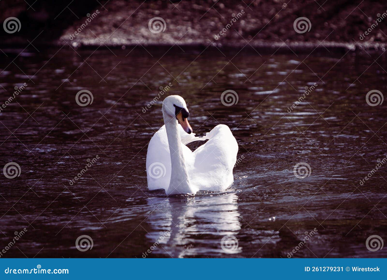 Beautiful White Swan Swimming the Water Stock Image - Image of ...