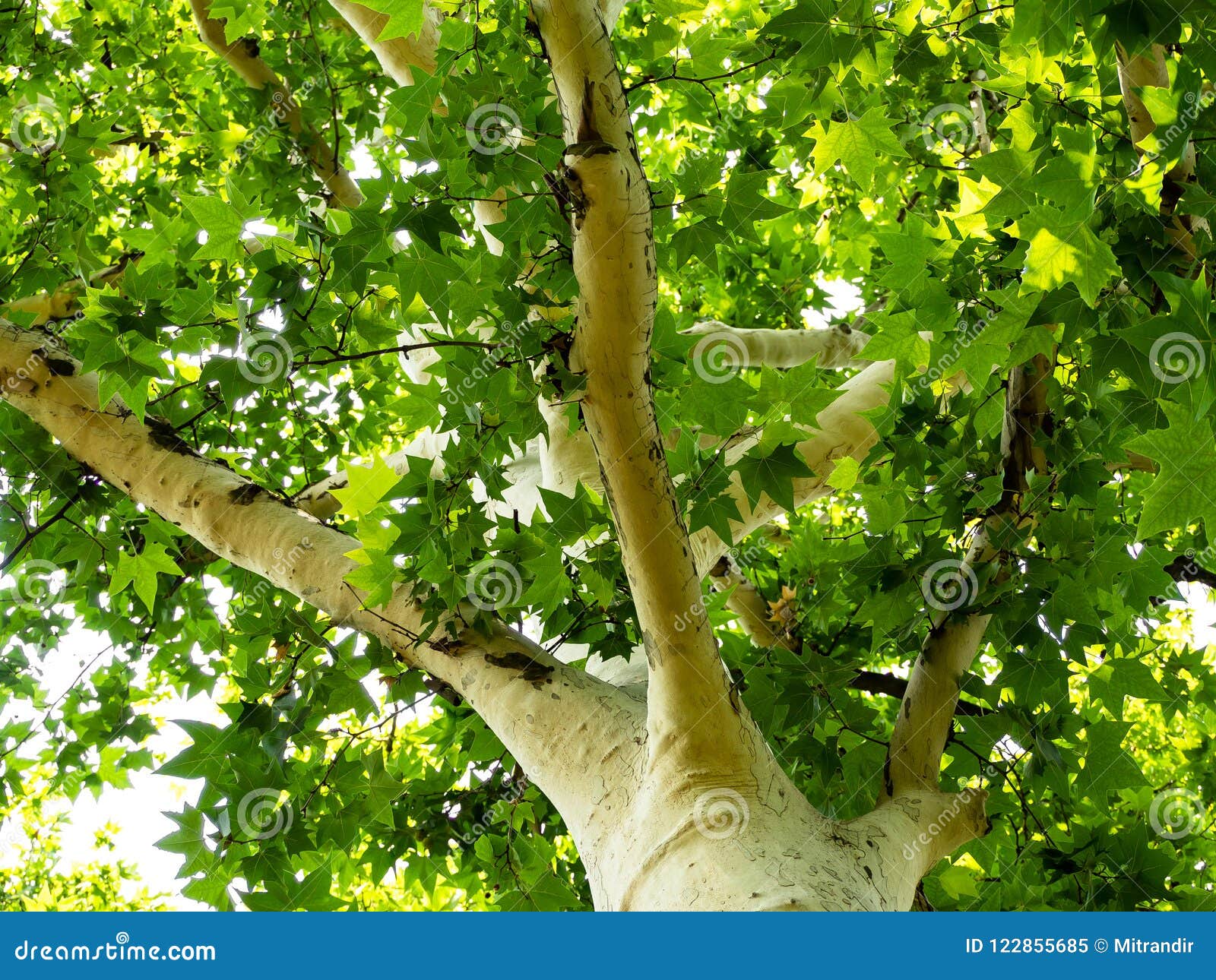 White Sycamore Tree with Bright Green Leaves Stock Image - Image of ...