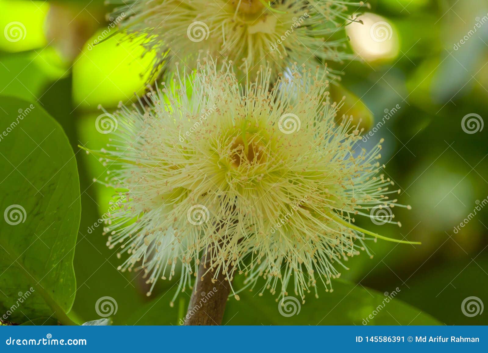 Beautiful White Syzygium Malaccense Flower Stock Image - Image of ...