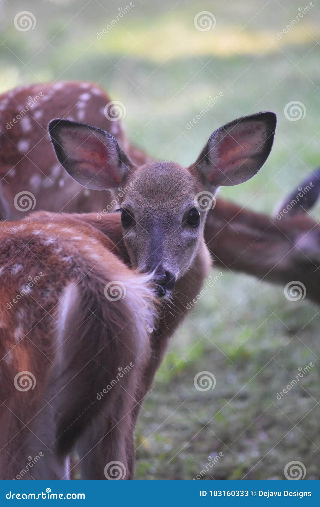 Beautiful White Tailed Deer Sniffing Its Tail Stock Image - Image of ...