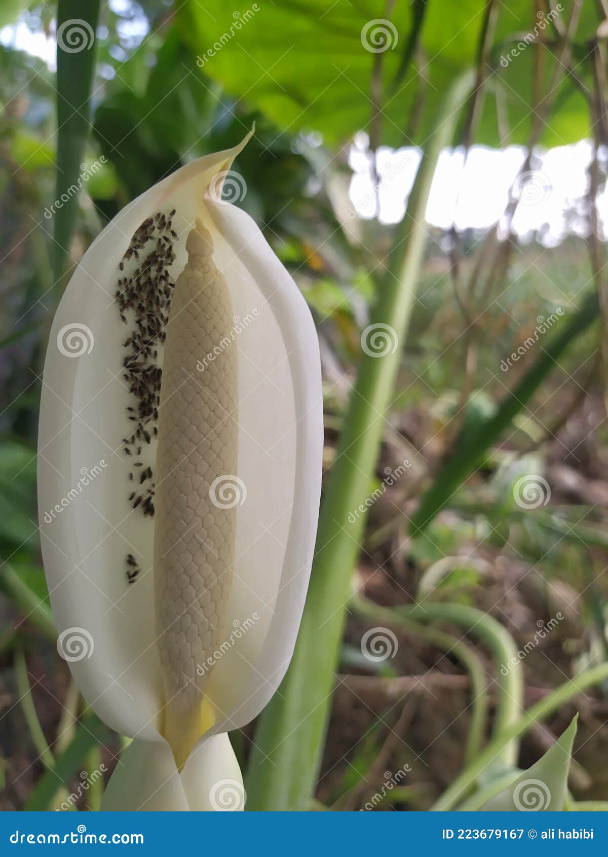 Beautiful White Taro Flower Stock Image - Image of petal, yellow: 223679167