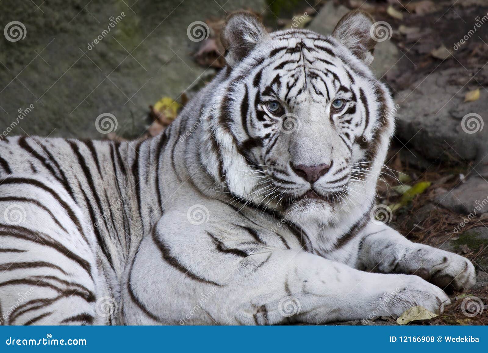 Beautiful White Tiger stock photo. Image of white, environment - 12166908