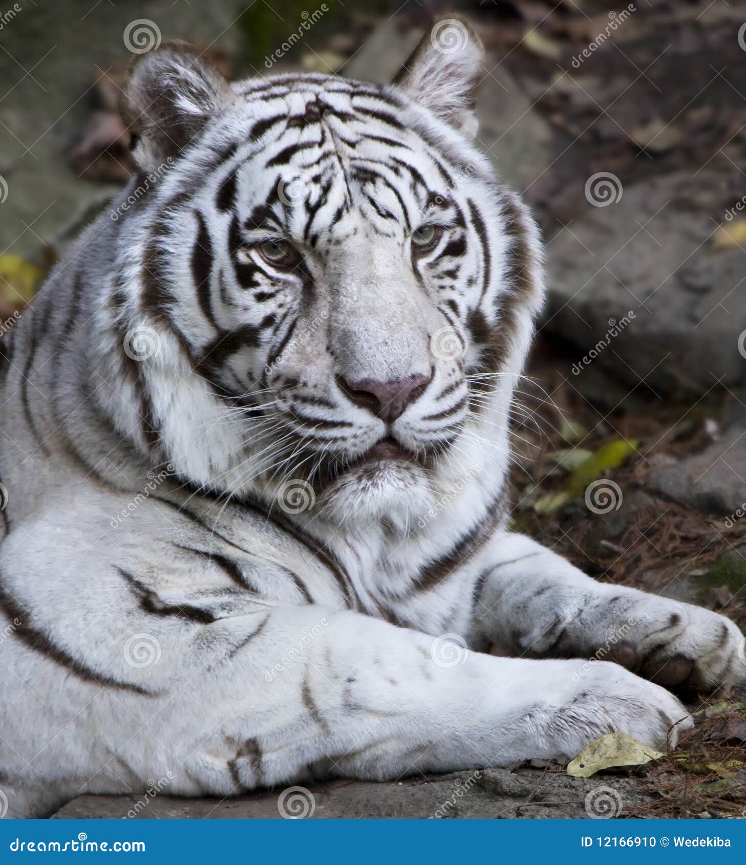 Beautiful White Tiger stock photo. Image of powerful - 12166910
