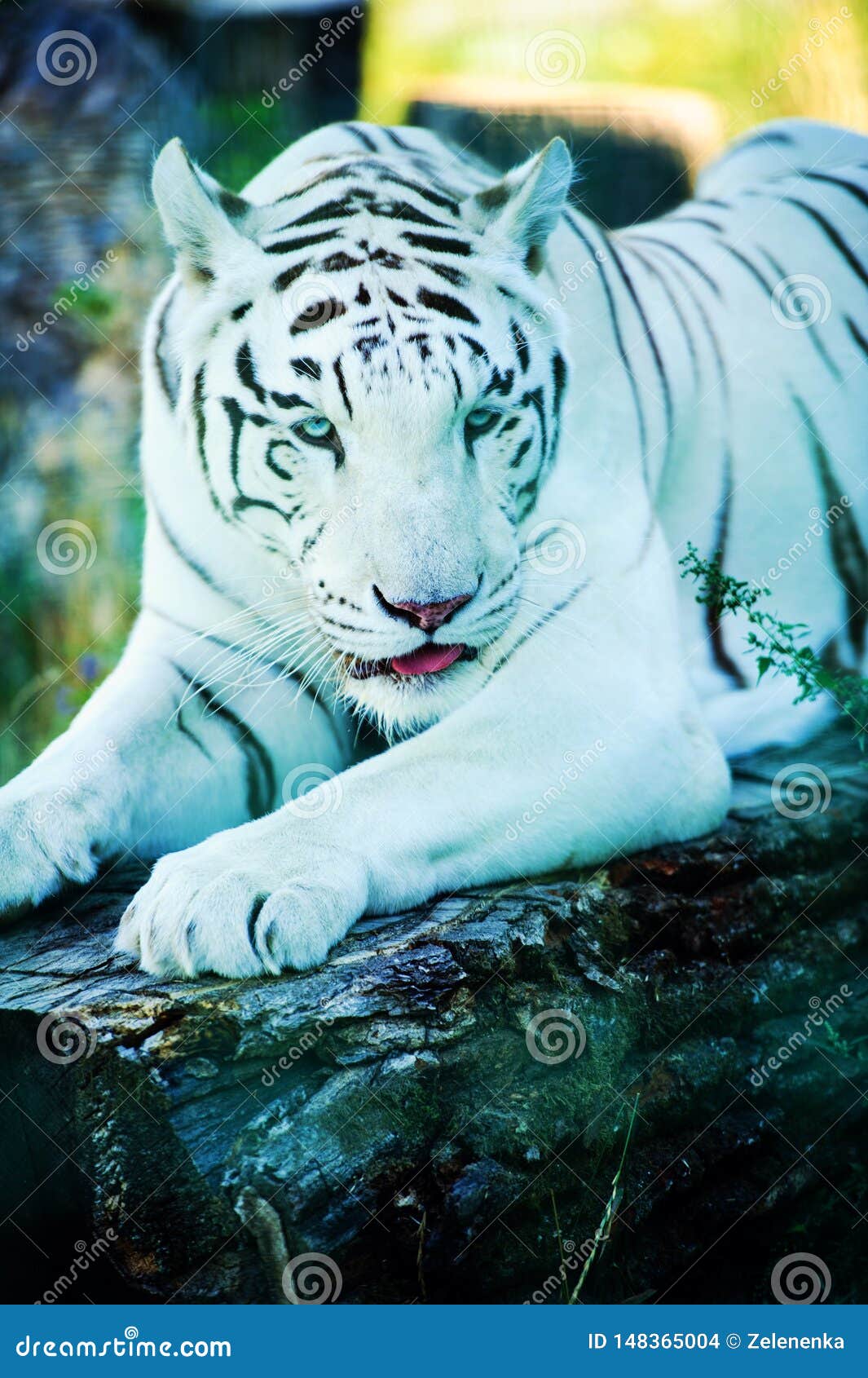 Beautiful white tiger stock photo. Image of wild, bengal - 148365004