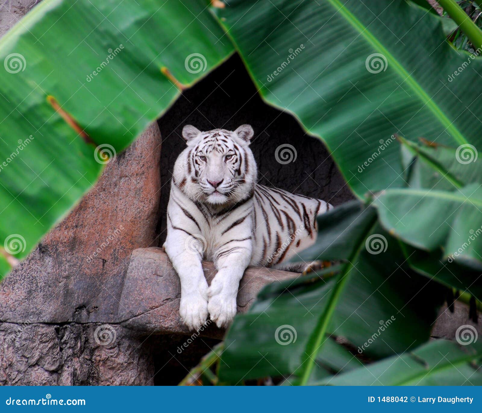 Beautiful White Tiger stock photo. Image of animal, leaves - 1488042