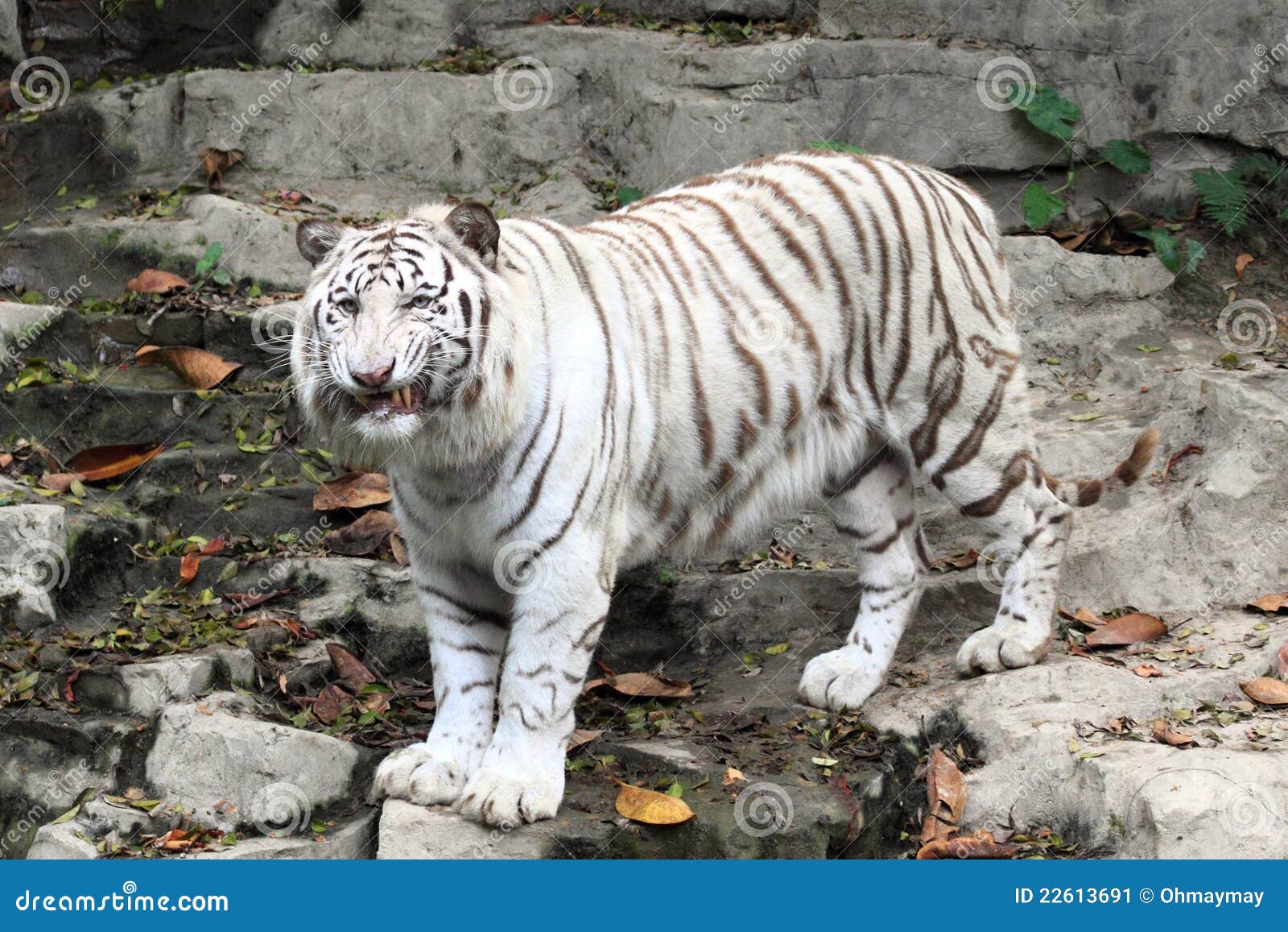 Beautiful white tiger stock image. Image of guangzhou - 22613691