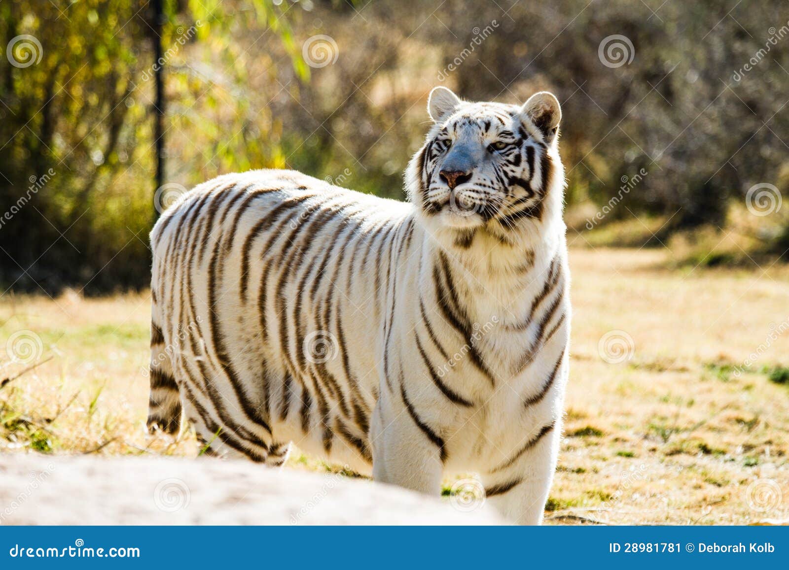 Beautiful white Tiger stock image. Image of nature, asia - 28981781