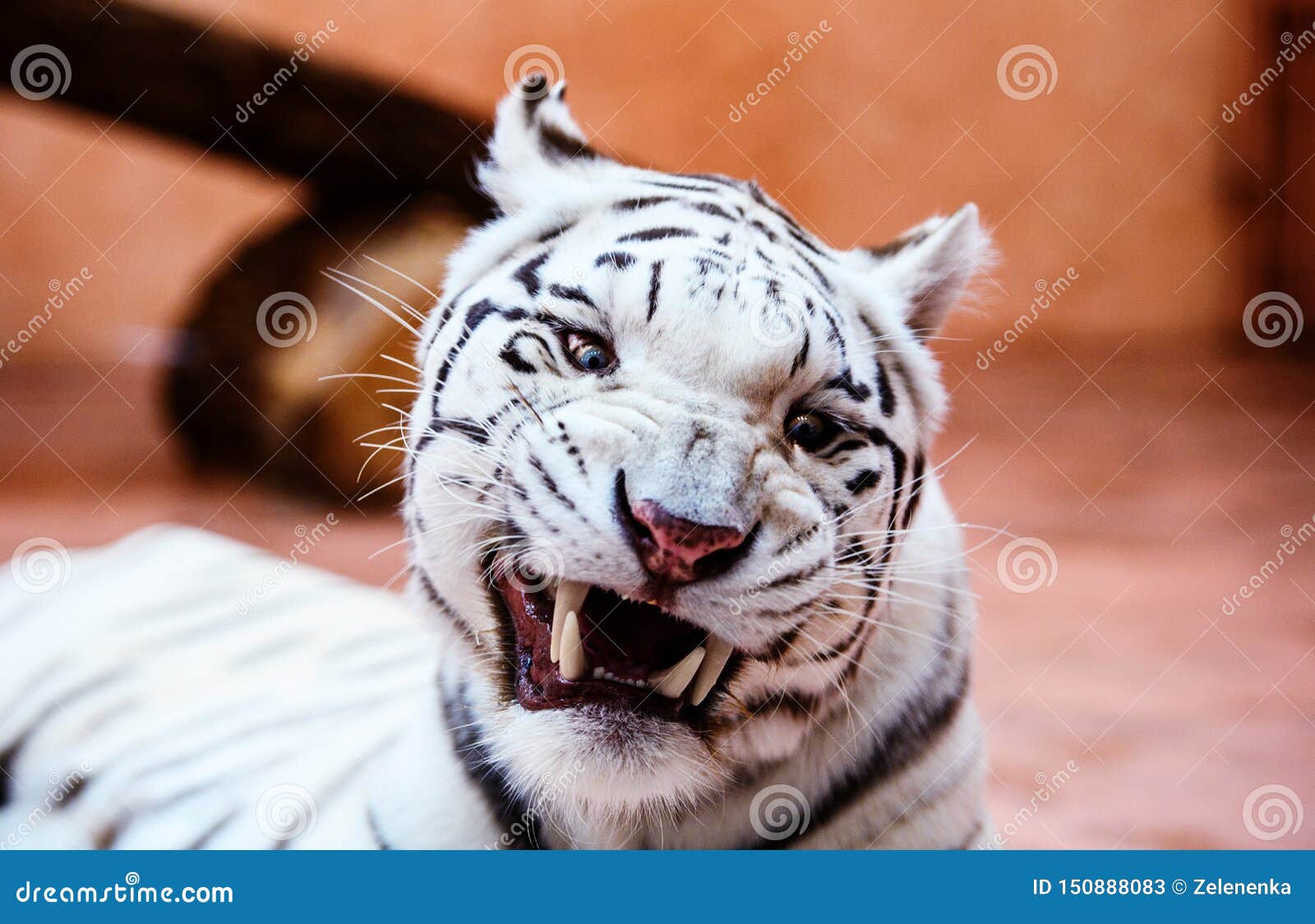 Beautiful White Tiger Portrait Stock Image - Image of carnivore, bengal ...