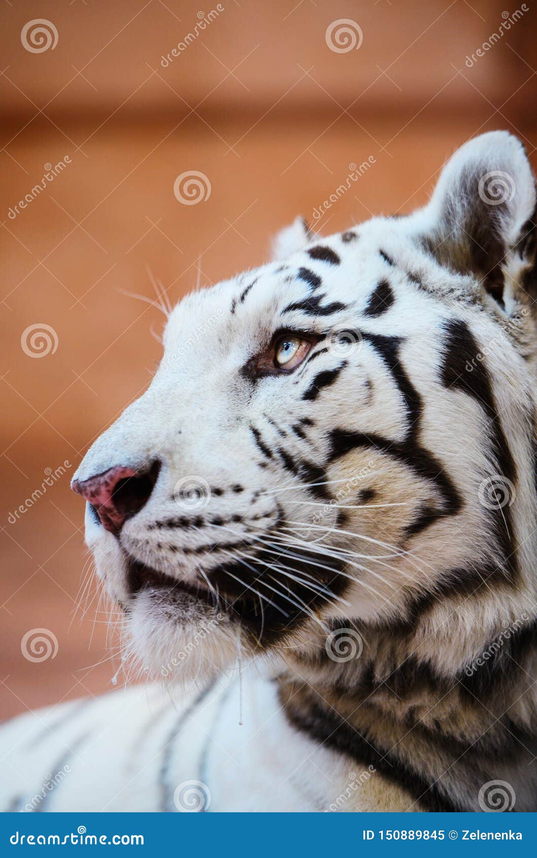 Beautiful White Tiger Portrait Stock Image - Image of hunt, stripes ...