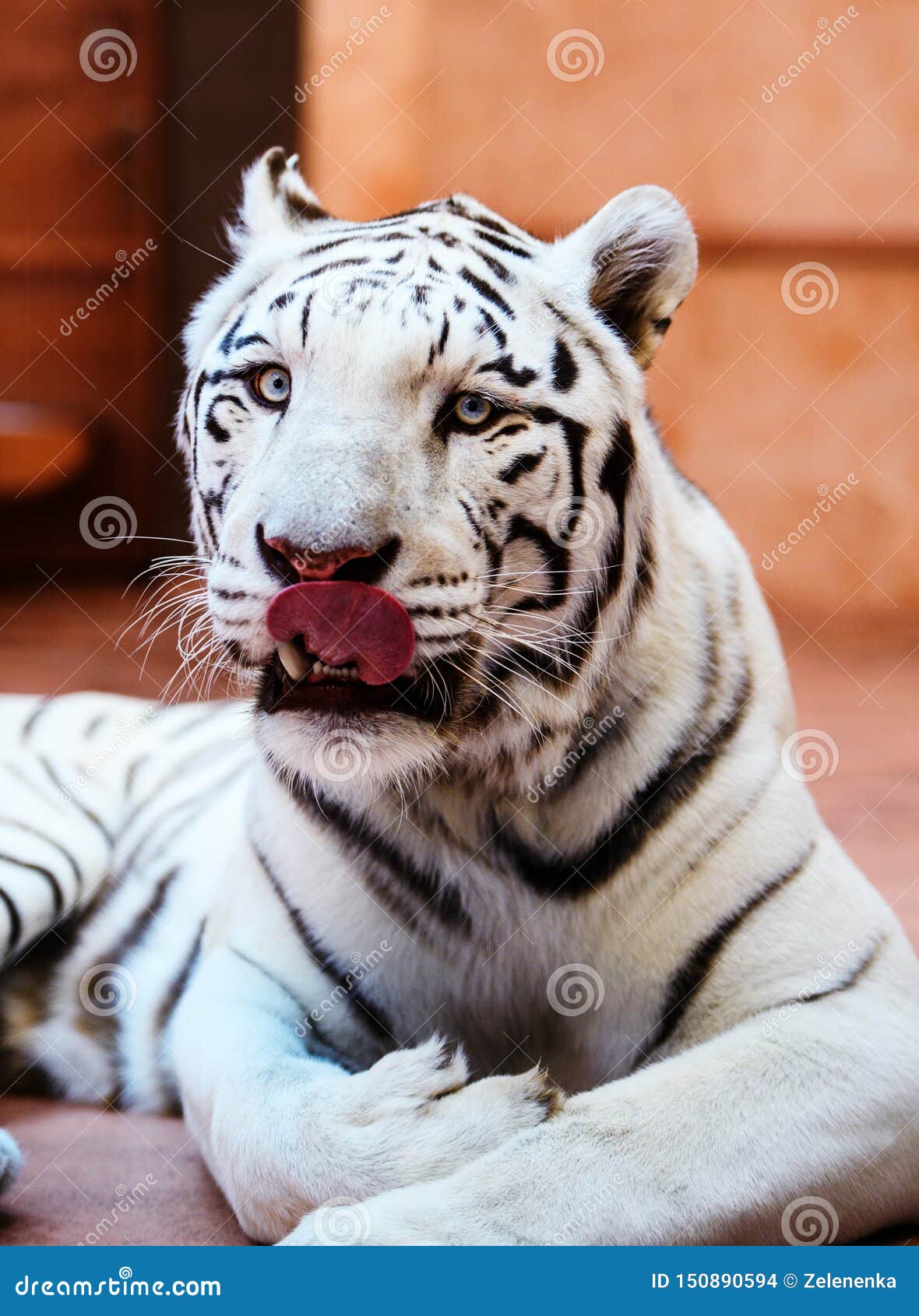 Beautiful White Tiger Portrait Stock Photo - Image of tigris, hunt ...