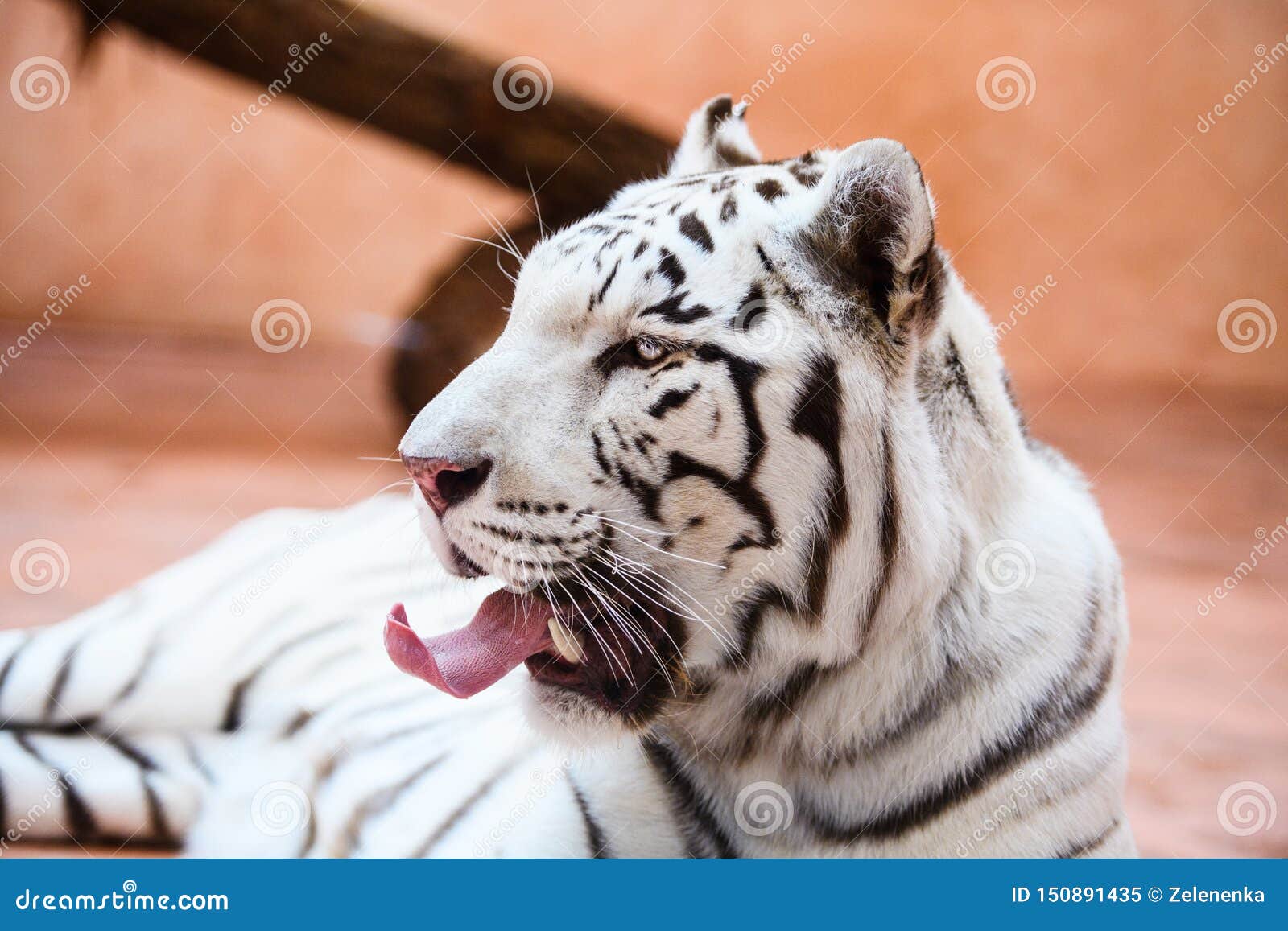 Beautiful White Tiger Portrait Stock Image - Image of roaring ...