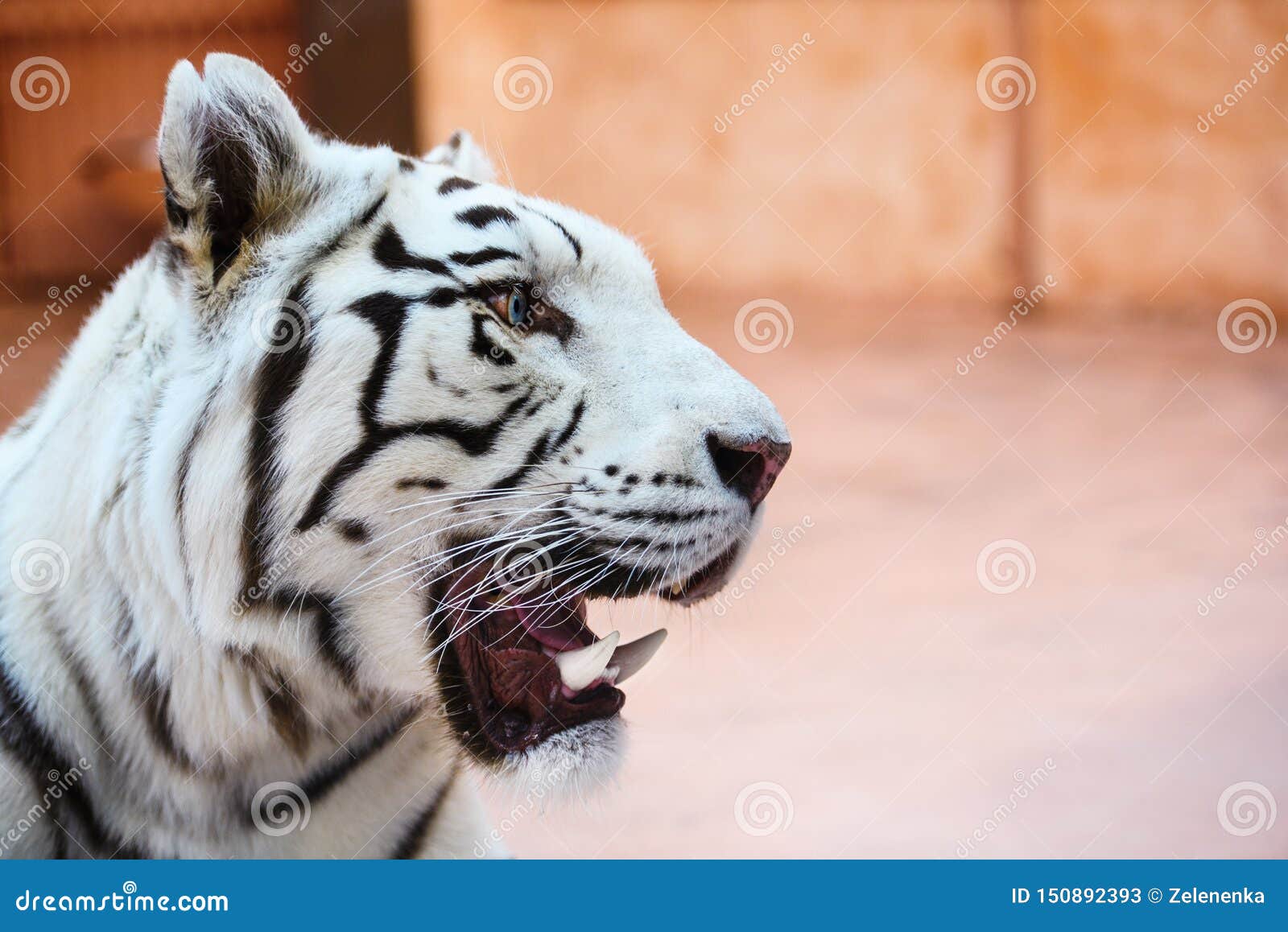 Beautiful White Tiger Portrait Stock Image - Image of hunt, striped ...