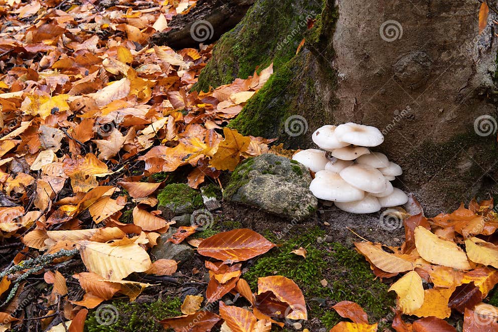 Beautiful White Toadstools in the Autumn Forest Stock Photo - Image of green, wildlife: 323574268