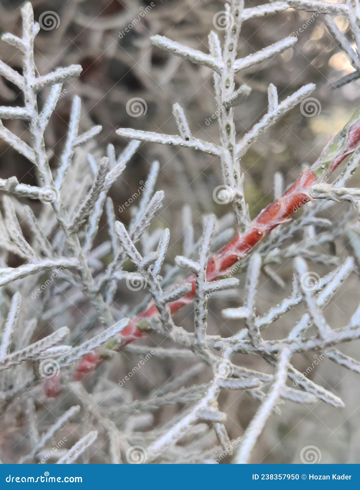 Beautiful White Tree Branch Stock Photo - Image of nature, branch ...
