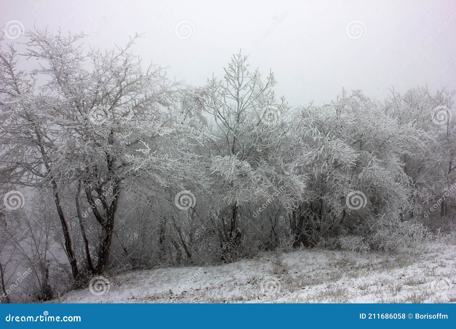 Beautiful White Trees in the Snow Stock Photo - Image of winter ...