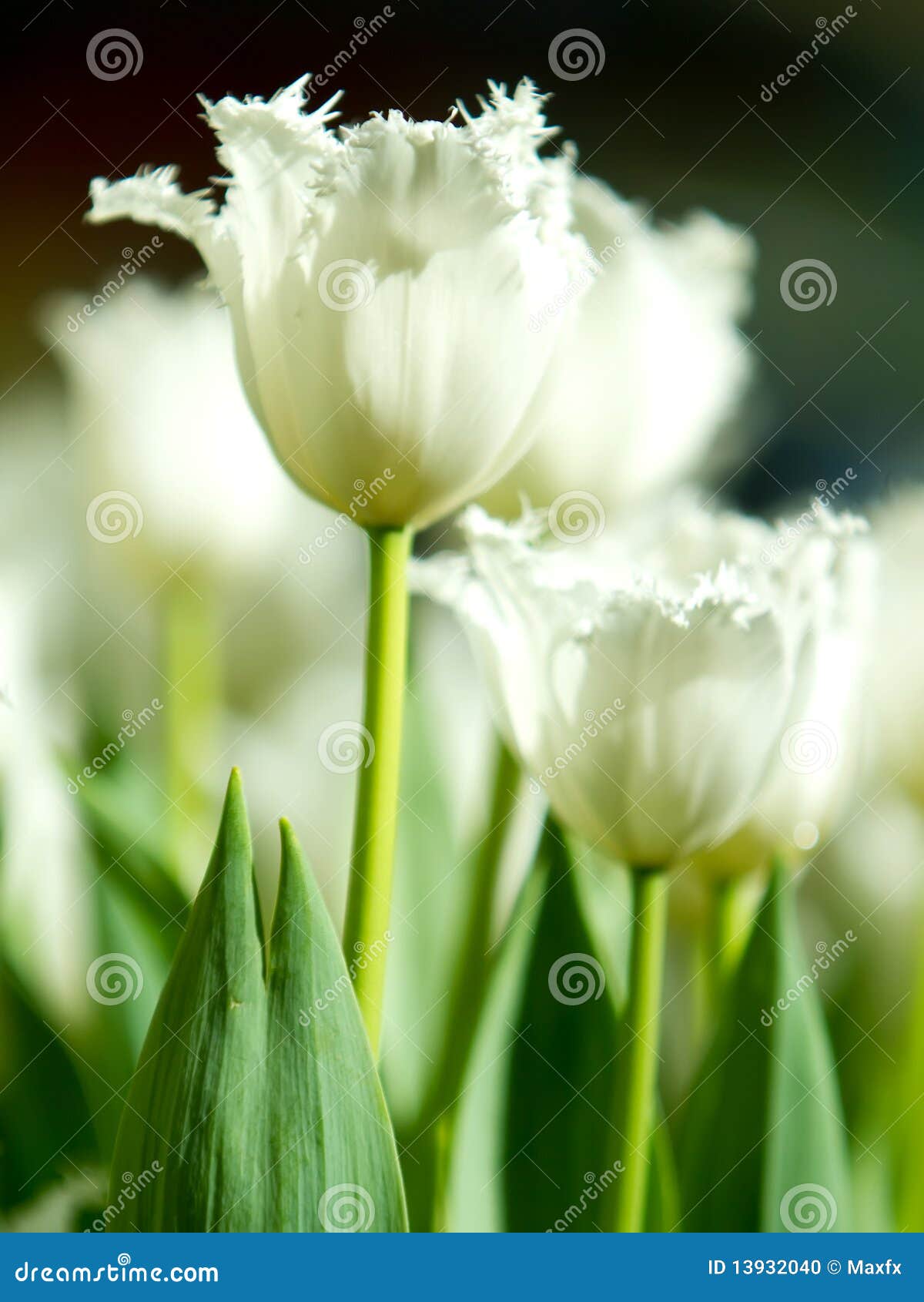 Beautiful White Tulip Flower Blooming in Spring Stock Photo - Image of ...