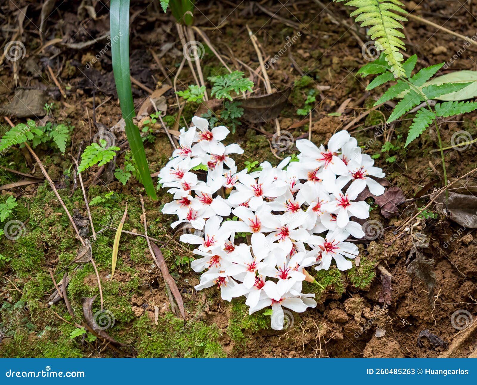 Beautiful White Tung Flower Fallen in Summer Stock Image - Image of ...
