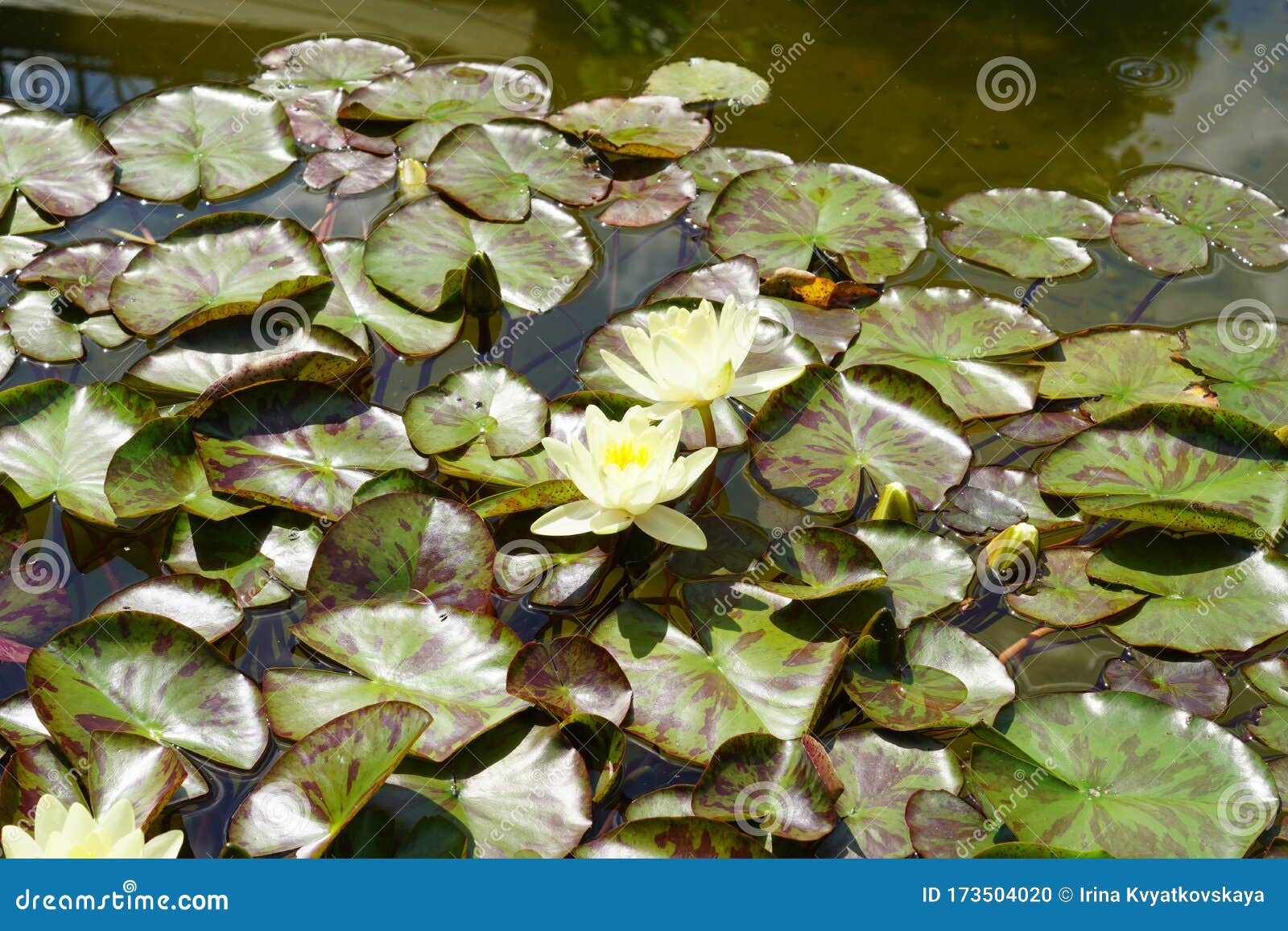 Beautiful White Water Lily Floating on Water Surface Stock Photo ...