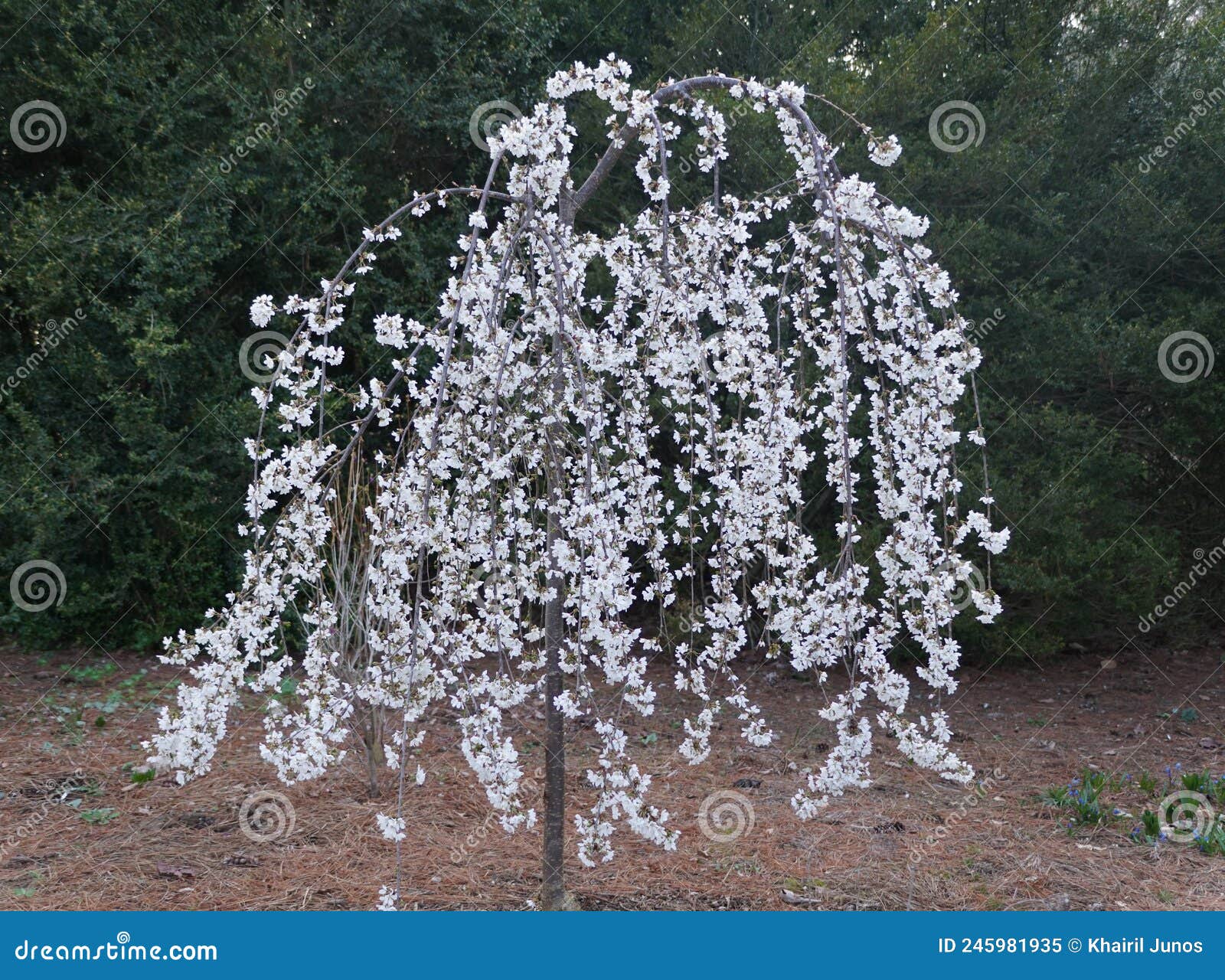 A Beautiful White Weeping Cherry Tree Blooming in Early Spring Stock ...