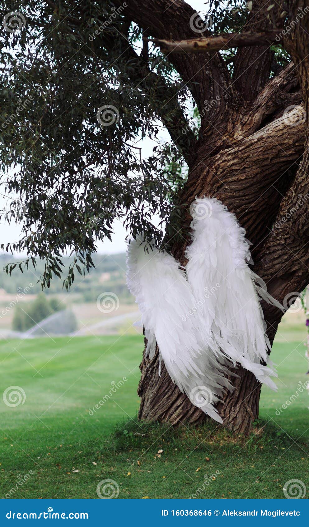 Beautiful White Wings on an Old Swirling Willow. Stock Photo - Image of ...