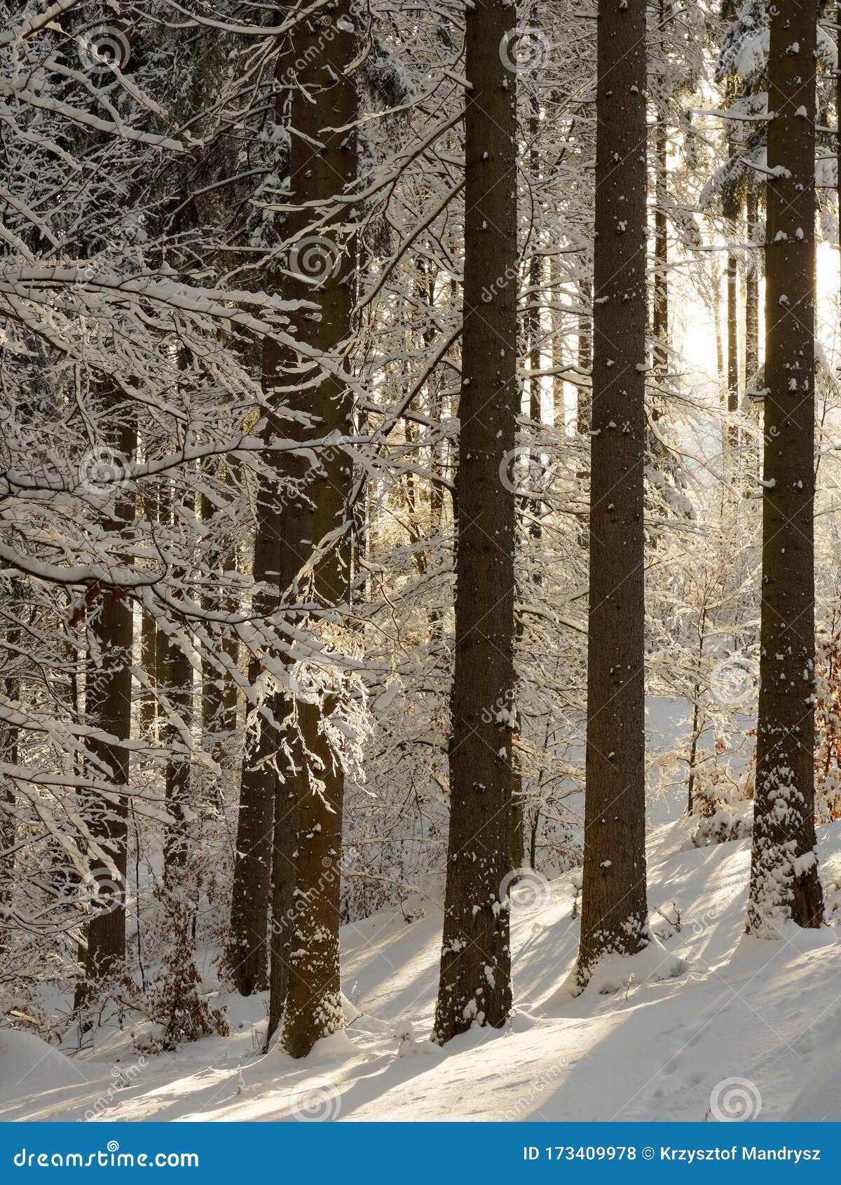 Tree at winter stock photo. Image of white, snow, winter - 173409978