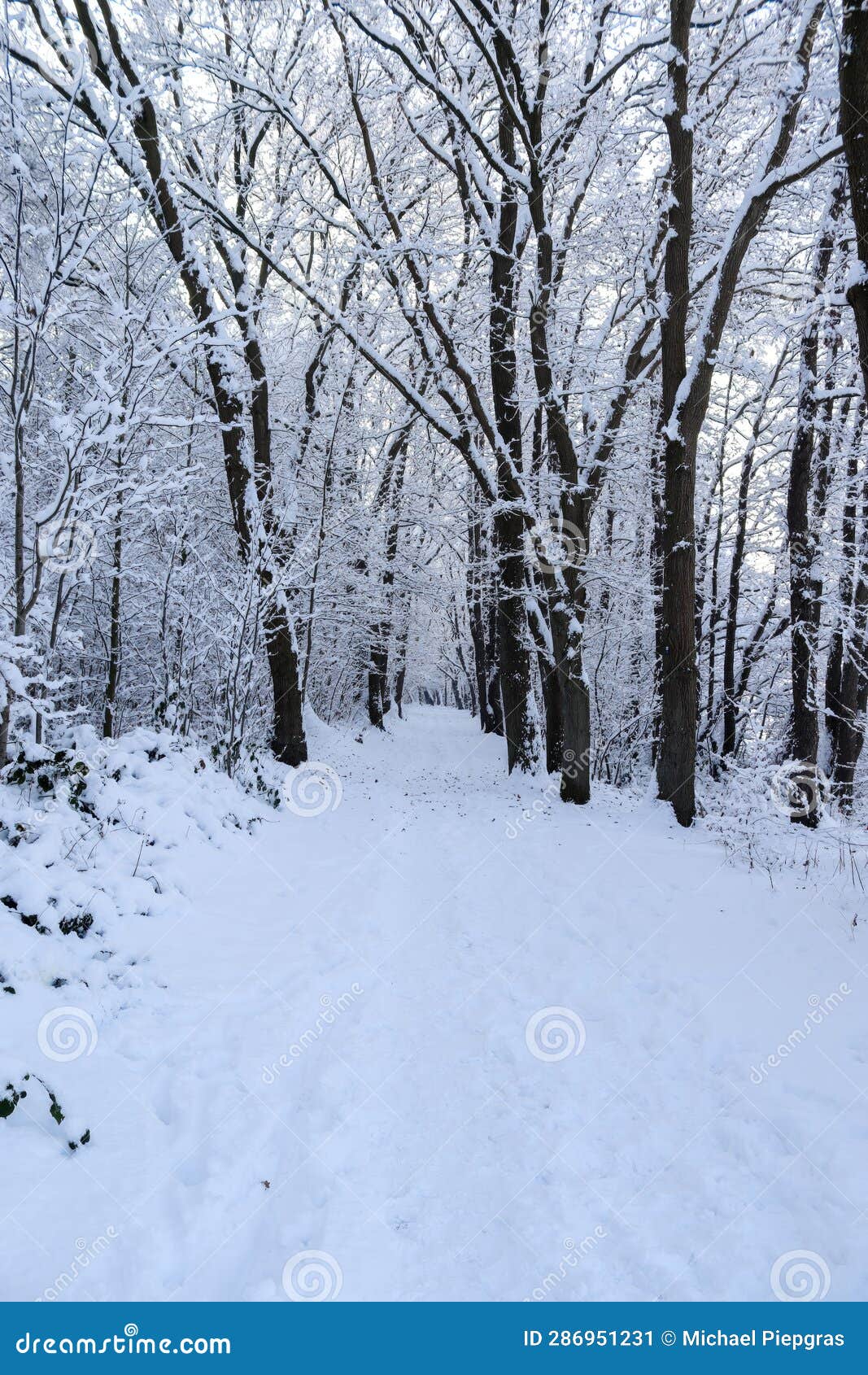 A Beautiful White Winter Landscape with Snow and Trees Stock Image ...
