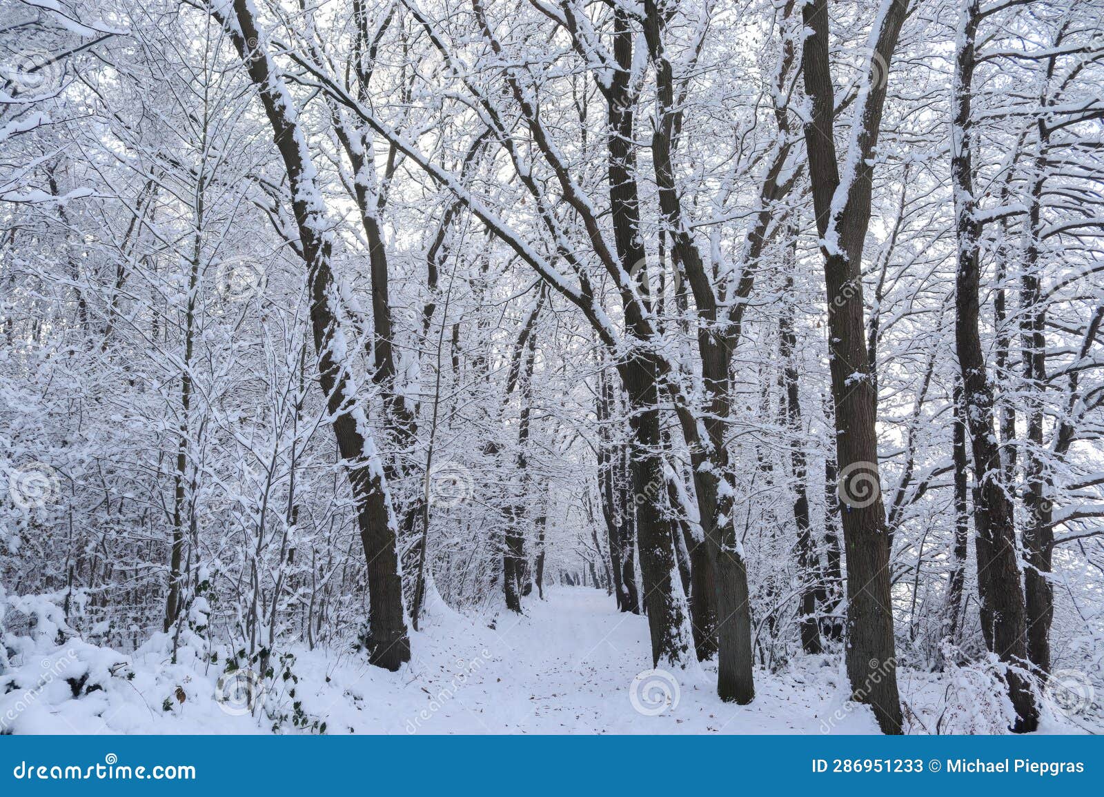 A Beautiful White Winter Landscape with Snow and Trees Stock Image ...