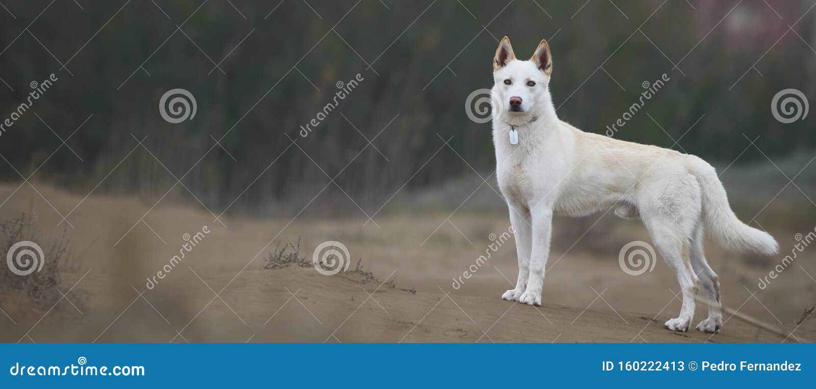 Beautiful White Wolf Dog on a Hill Stock Image - Image of white, hill ...