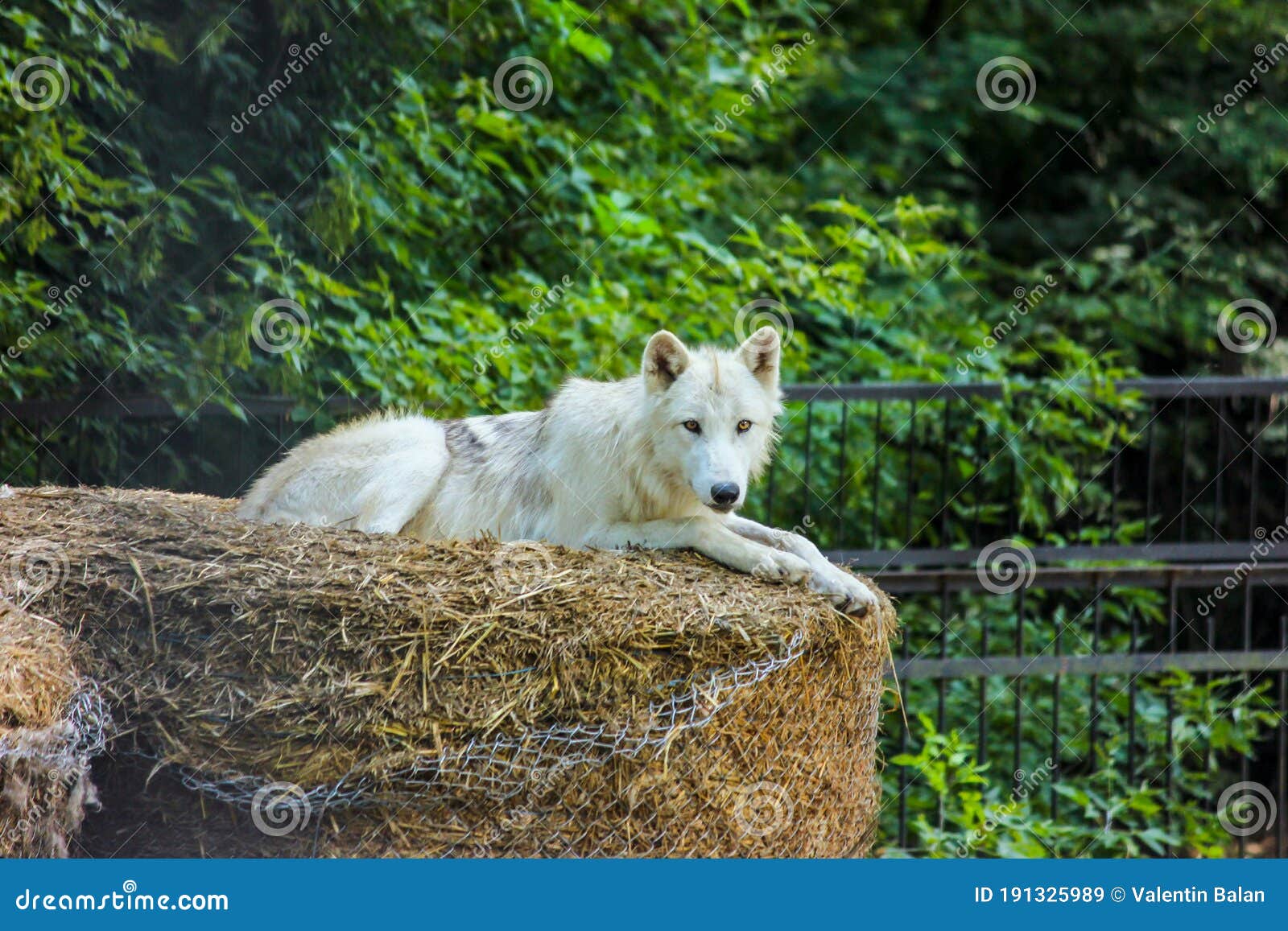 Beautiful White Wolf in Forest Stock Image - Image of natural, closeup ...