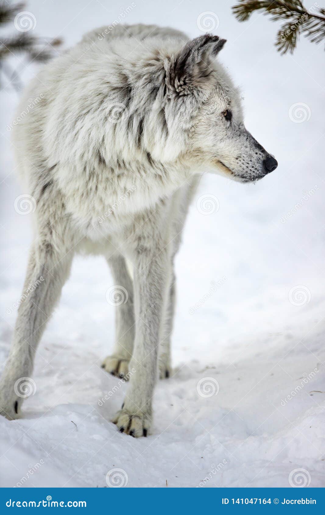 Beautiful White Wolf in Yellowstone. Looking Right Stock Photo - Image ...