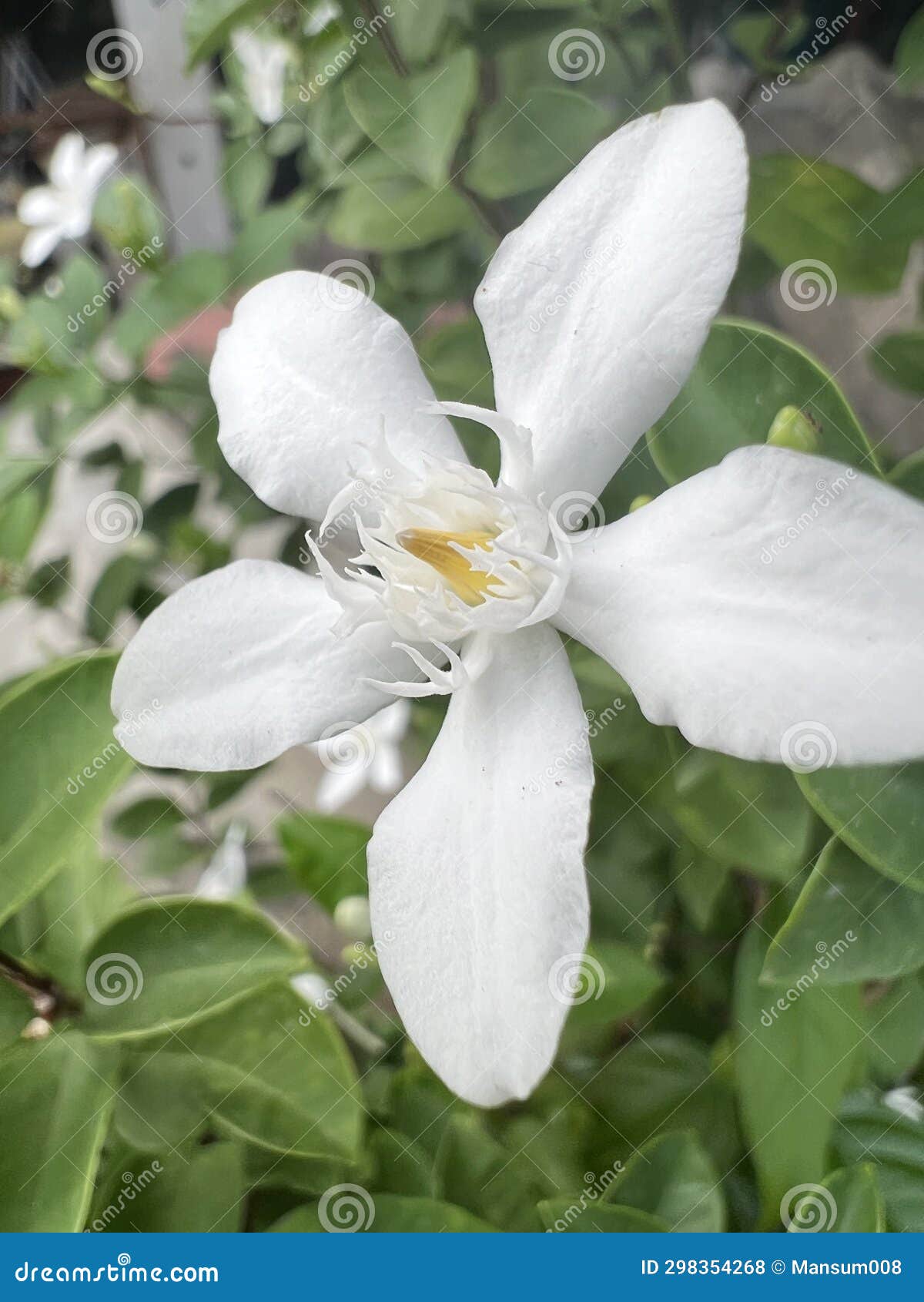 Beautiful White Wrightia Antidysenterica Flower in the Garden Stock ...