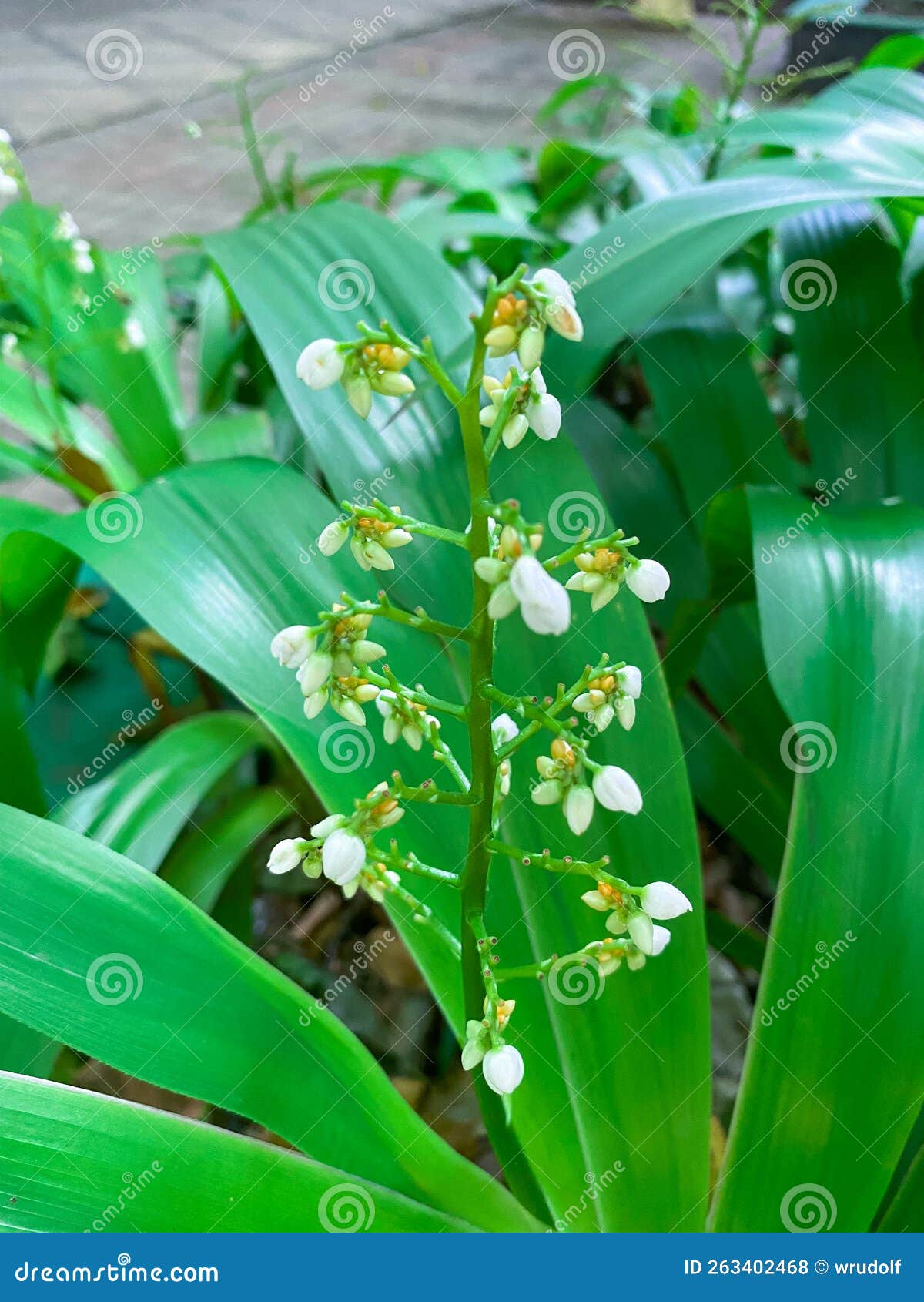 Beautiful White Xiphidium Flower with Green Leaves. Look Nature and ...