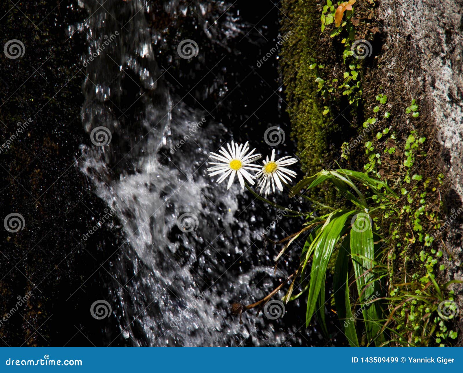 Beautiful White and Yellow Daisy Flowers in Front of a Waterfall Stock ...
