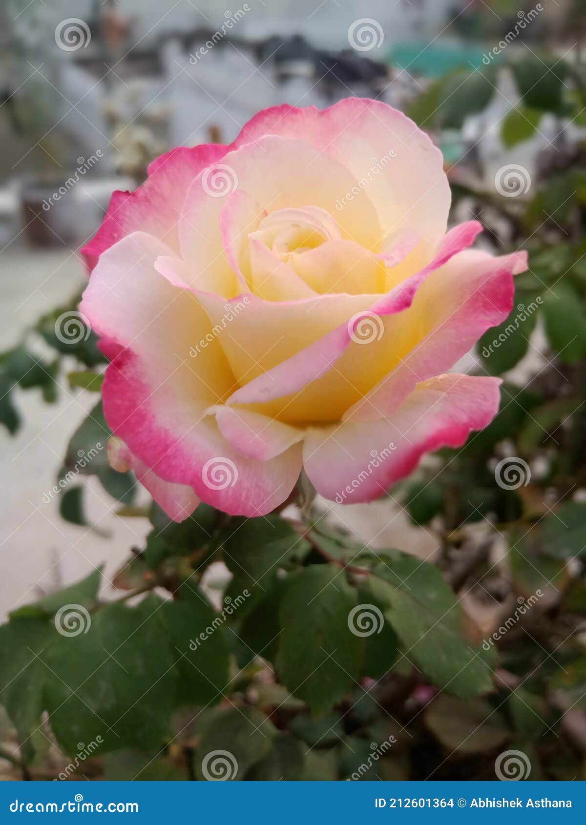 Beautiful White Yellow and Red Combination Rose Flower Stock Photo ...