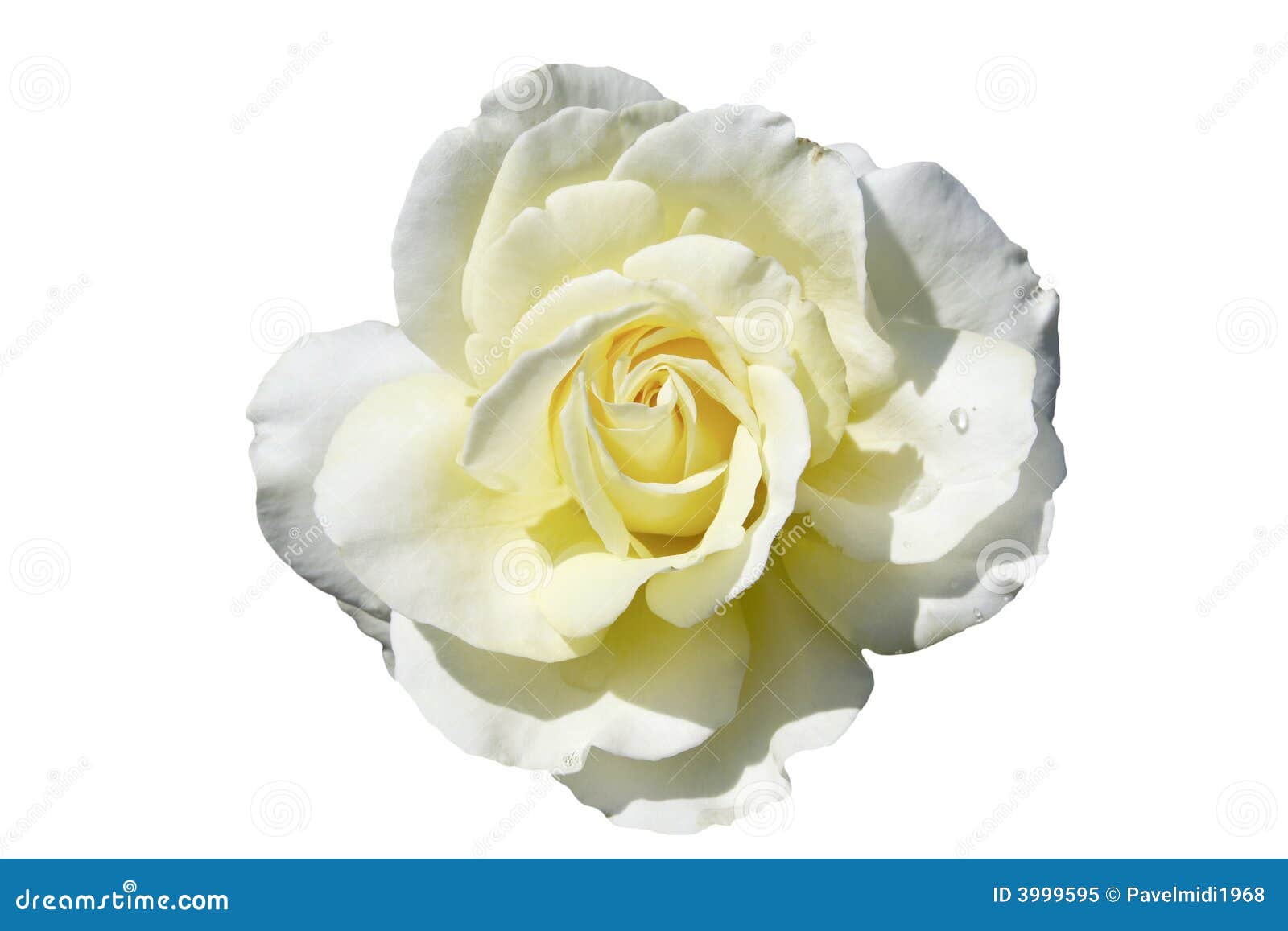 Beautiful White-yellow Rose Stock Image - Image of beautiful, thorn ...