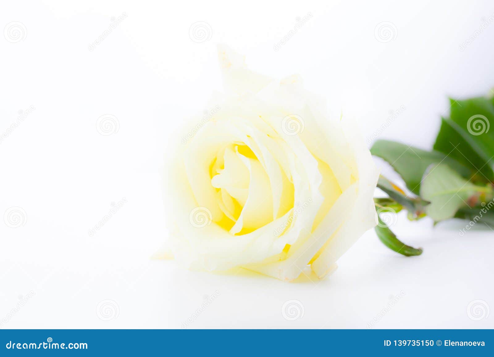 Beautiful White with Yellow Rose Isolated on White Background Stock ...