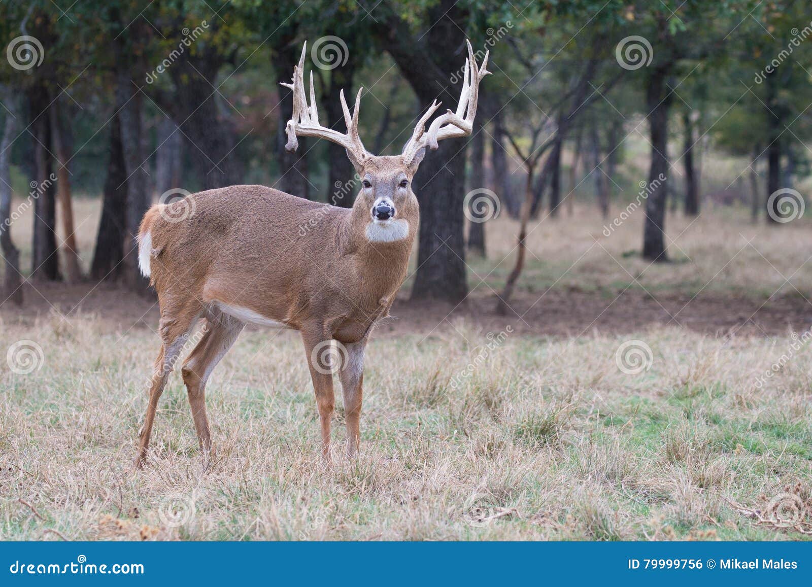 Beautiful whitetail buck stock photo. Image of fall, animal - 79999756