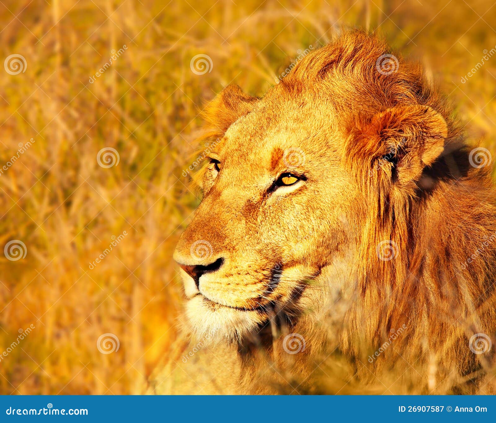 Beautiful Wild African Lion Stock Image - Image of carnivore, five ...