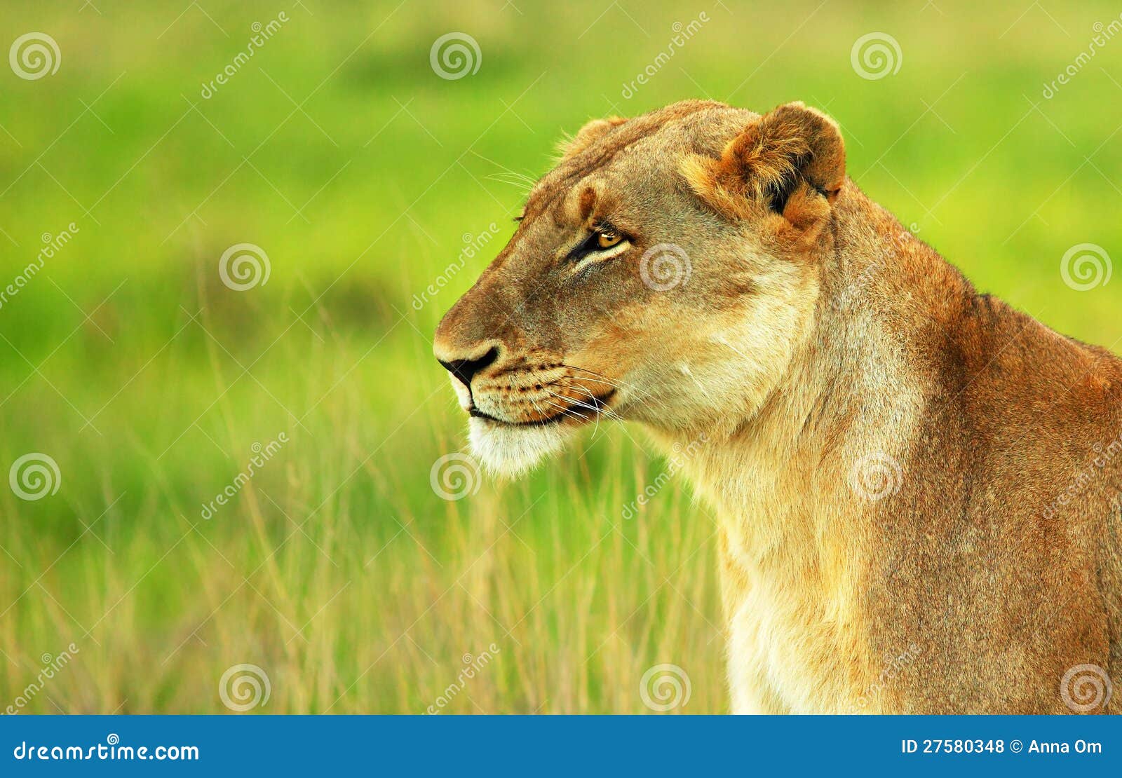 Beautiful Wild African Lioness Stock Photo - Image of nature, creature ...