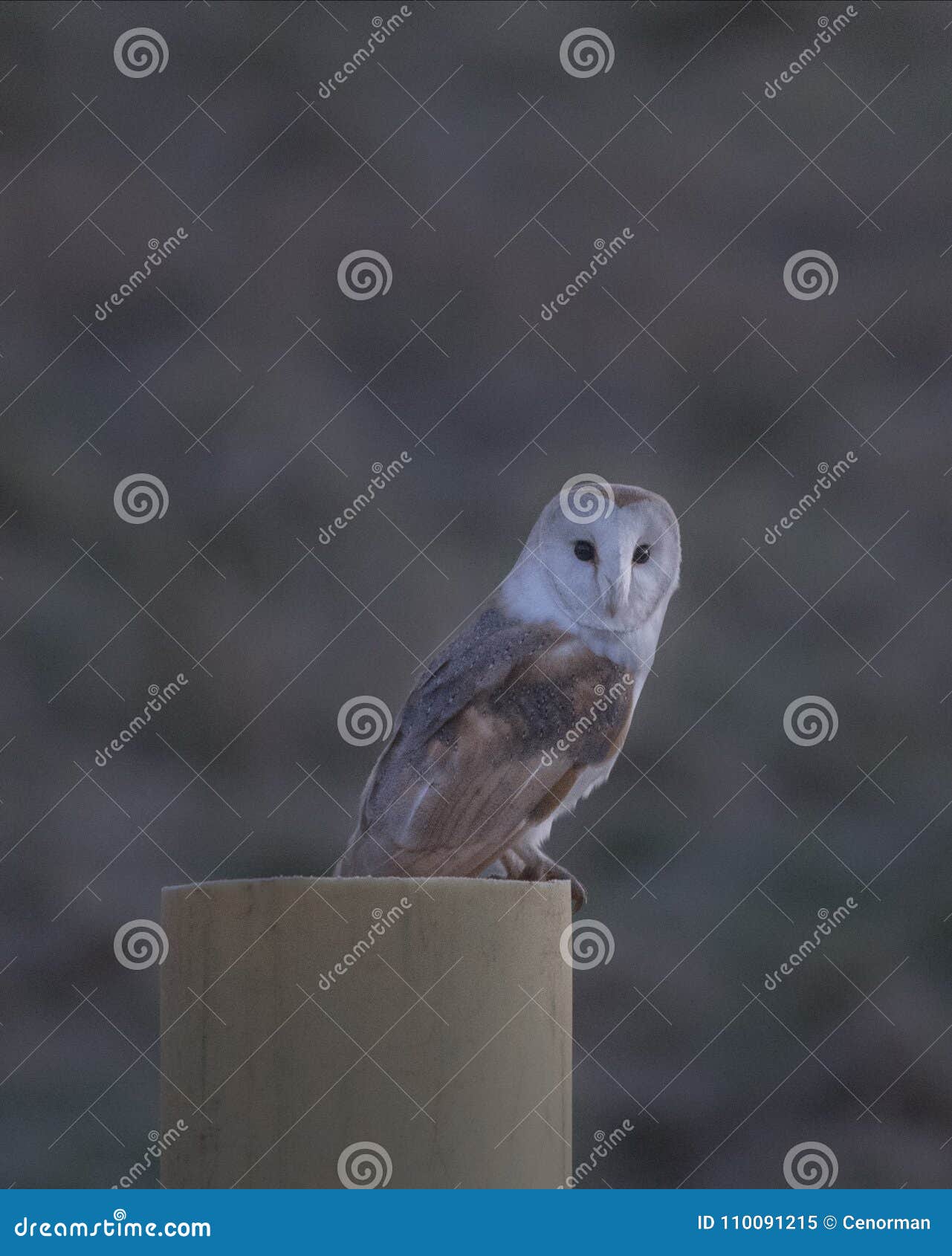 Barn owl stock image. Image of beautiful, perched, hunt - 110091215