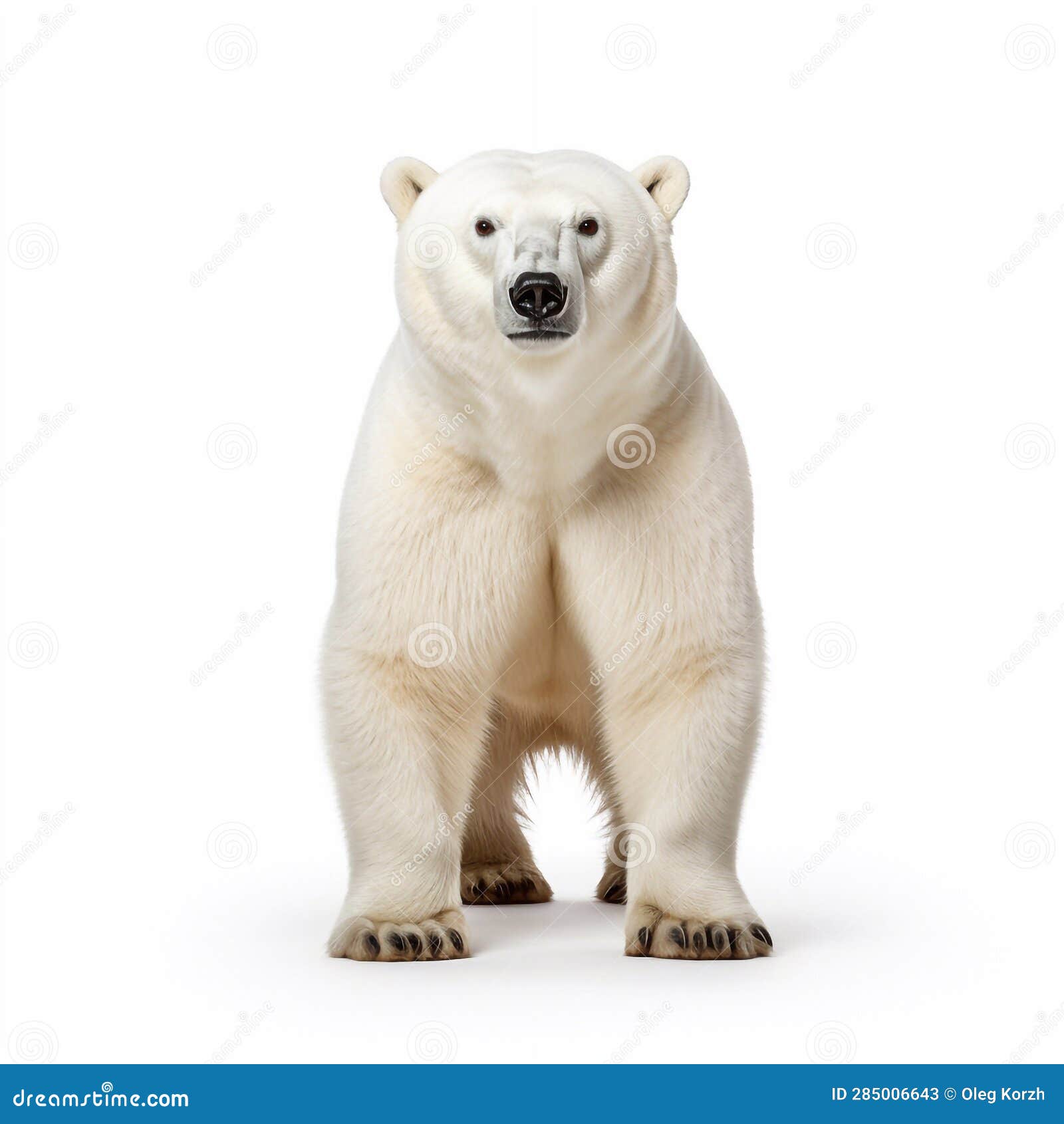 Beautiful Wild Beast Bear Looking Forward is Shown in Full Length, Ai ...