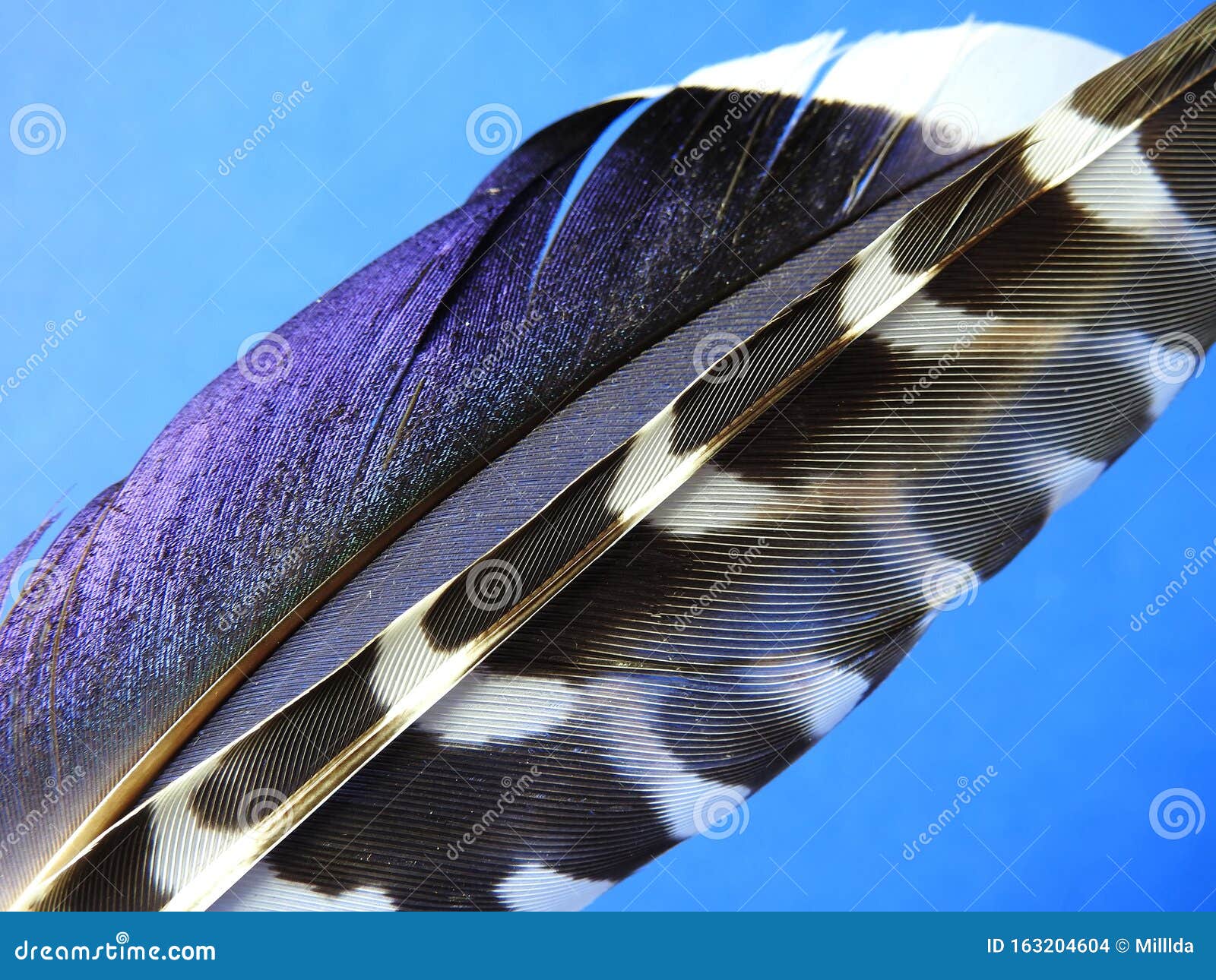 Beautiful Wild Bird Feather, Lithuania Stock Photo - Image of feathers ...