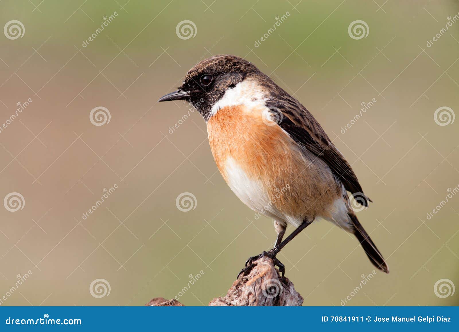 Beautiful Wild Bird Perched on a Branch Stock Image - Image of beauty ...