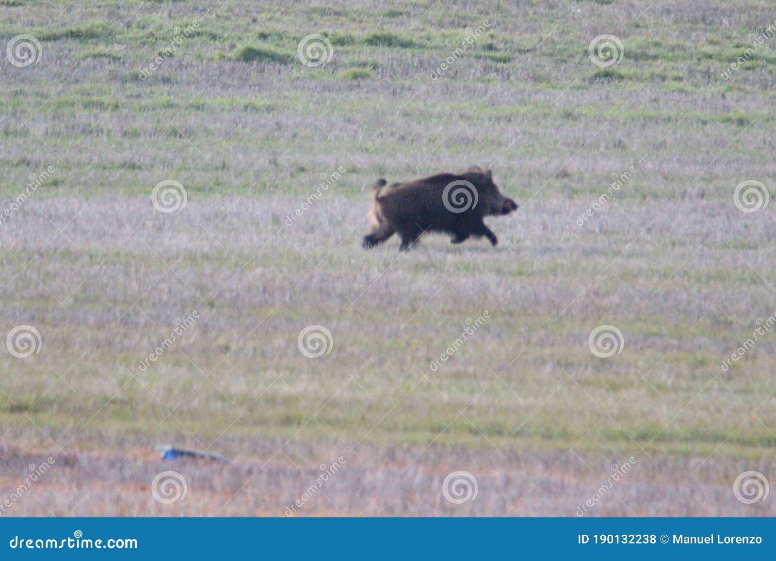 Wild Boar Iberia Stock Photos - Free & Royalty-Free Stock Photos from ...
