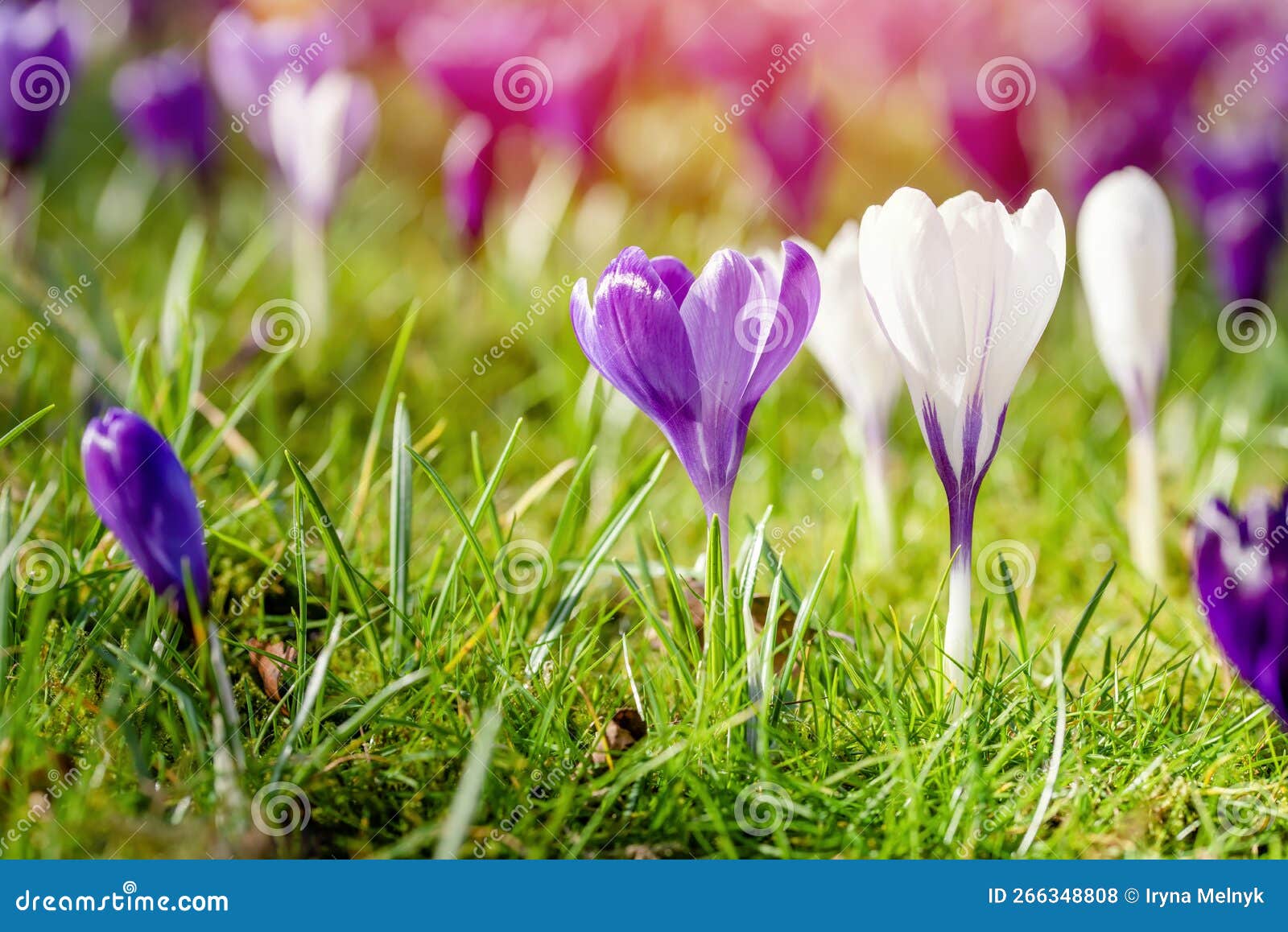 Beautiful Wild Crocus Flowers on Green Grass on the Sunny Spring Day ...