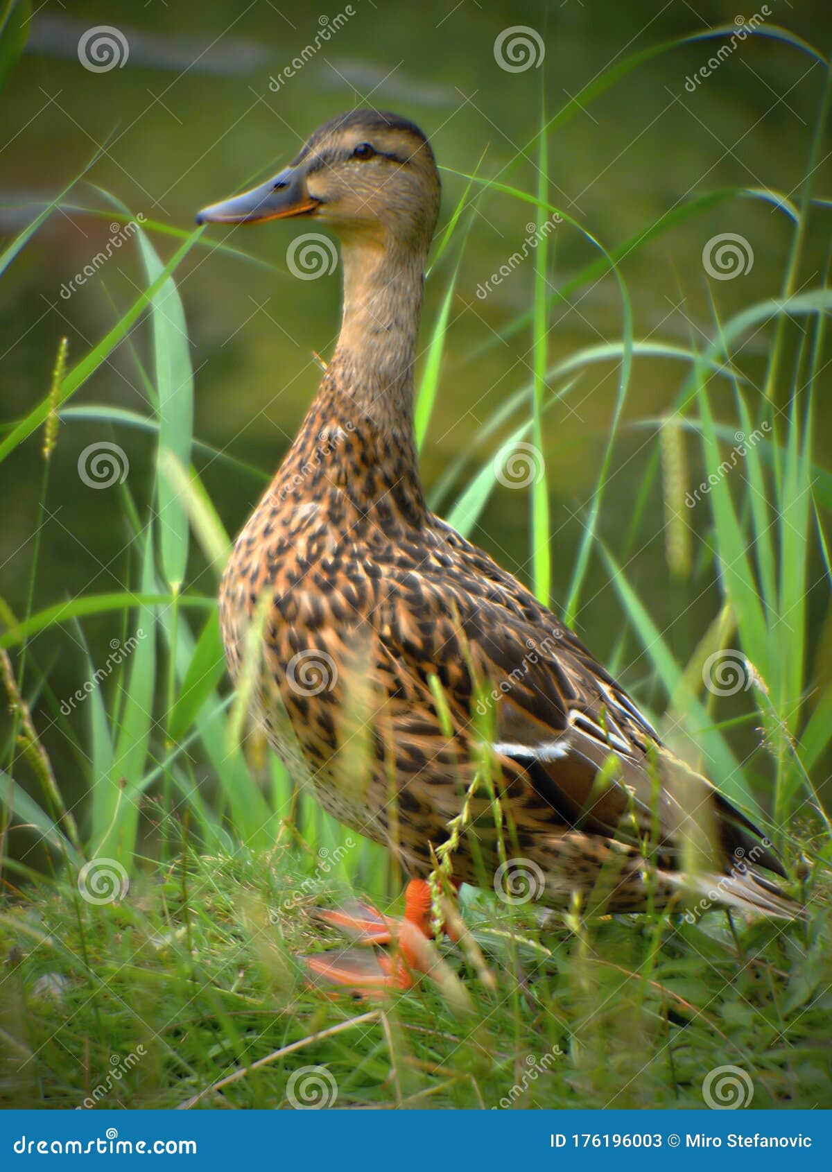 Beautiful Wild Duck Poses in Front of the Camera with an Interesting ...