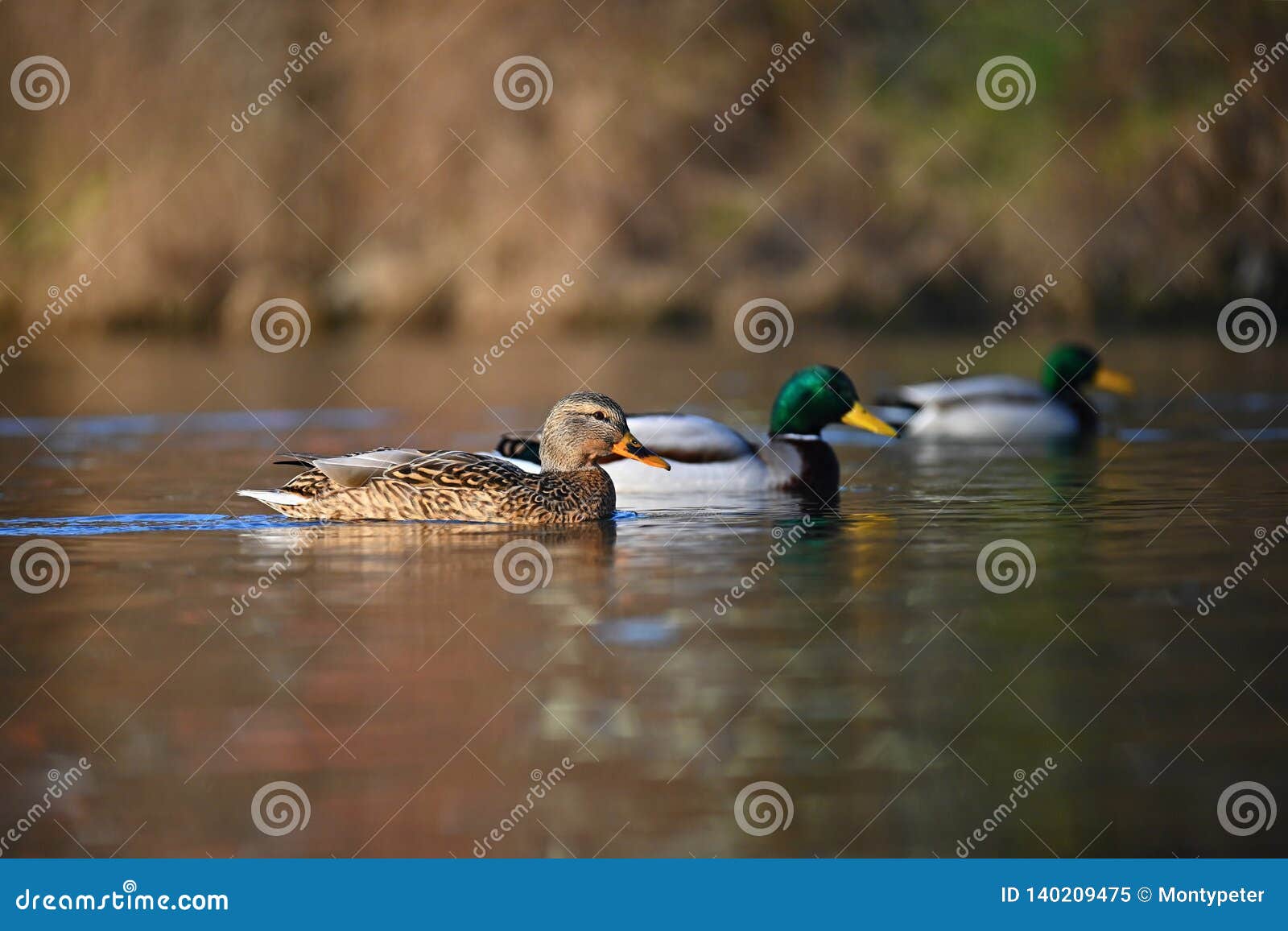 Beautiful Wild Ducks on Water Surface. Stock Image - Image of life ...