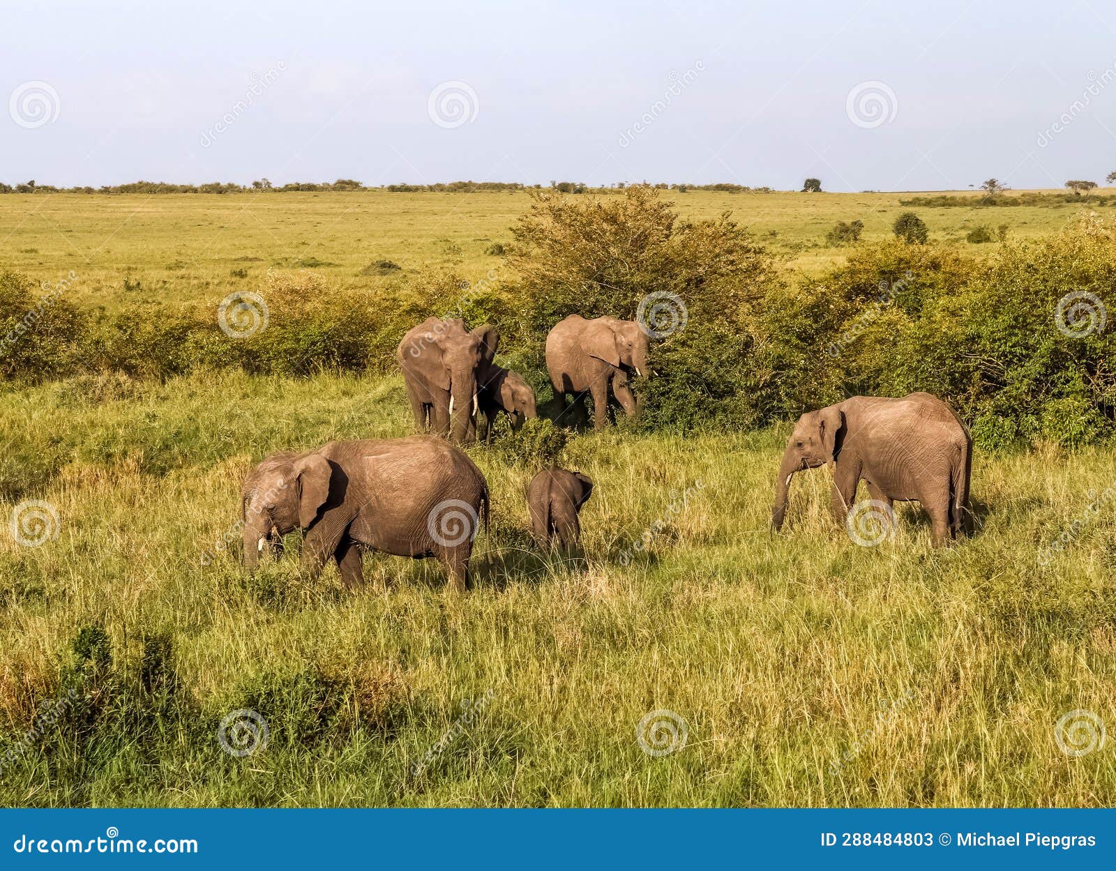Beautiful Wild Elephants in the Savannah of Africa Stock Image - Image ...