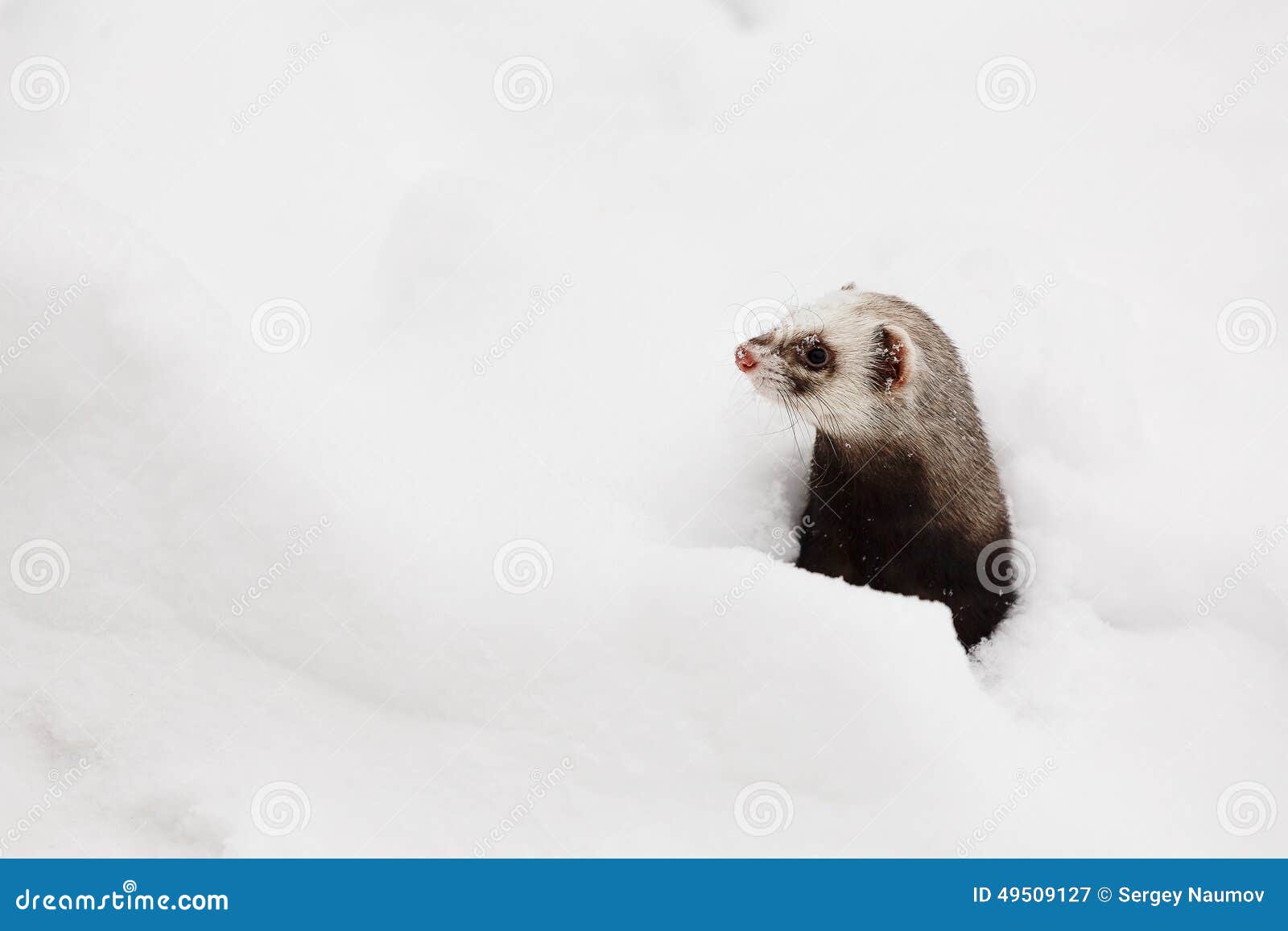 Beautiful Wild Ferret Game in Snow Stock Image - Image of canines, pose ...