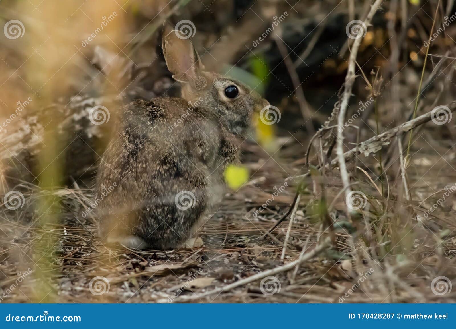 Beautiful Wild Florida Rabbit Stock Image - Image of beautiful, florida ...